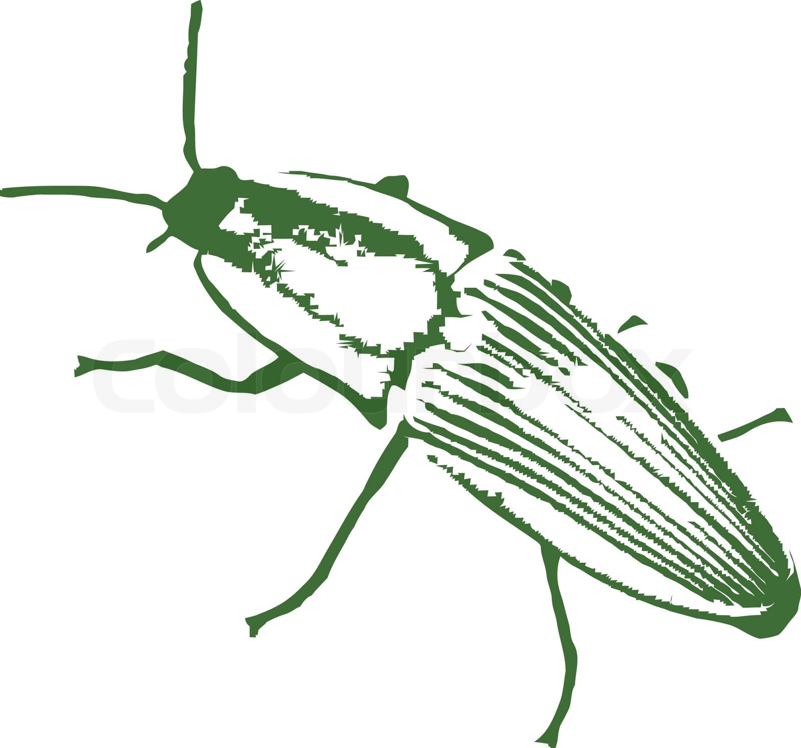 Vector Image Of A Beetle Stock Vector Colourbox