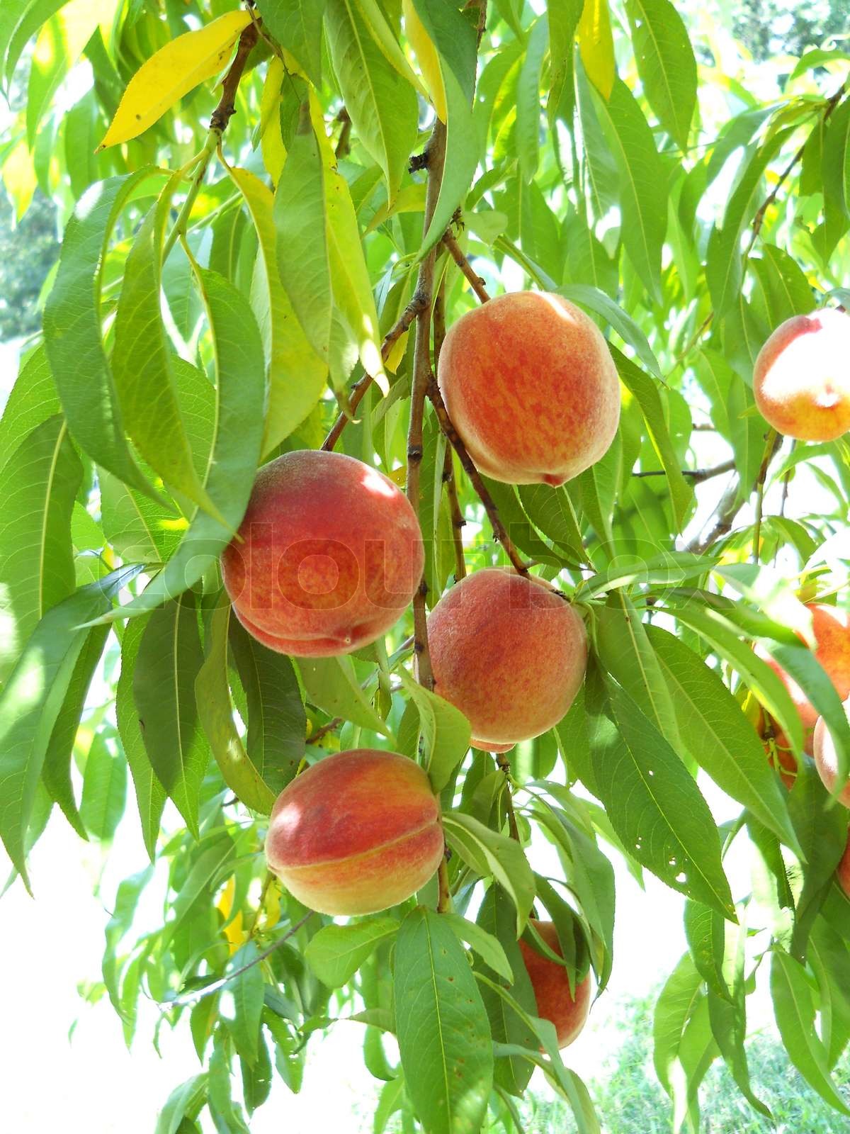 peach | Stock image | Colourbox