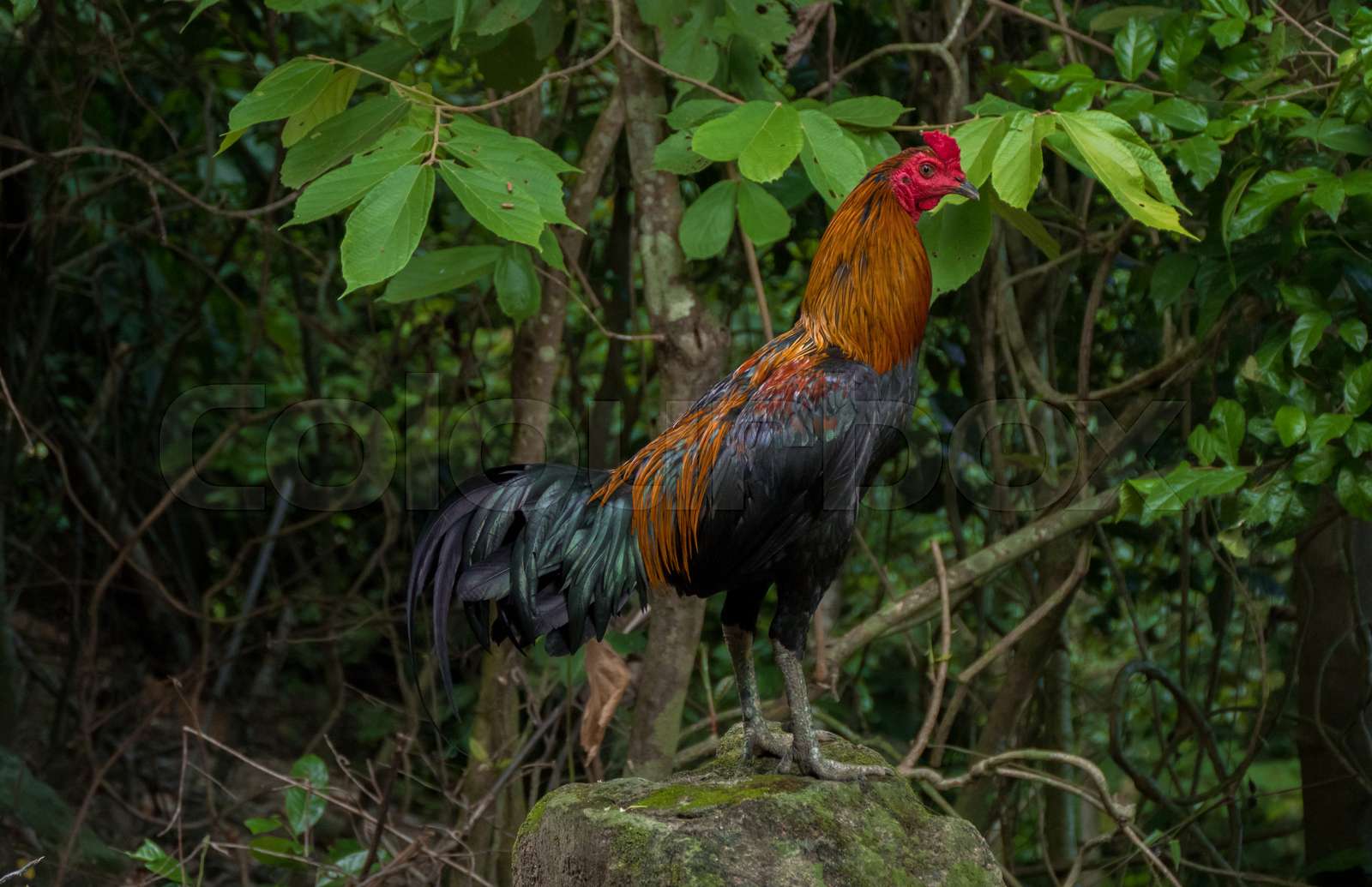 Roster, chicken rooster in jungle | Stock image | Colourbox