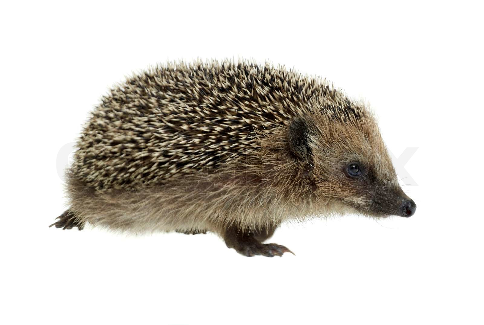 low angle shot of a walking hedgehog | Stock image | Colourbox