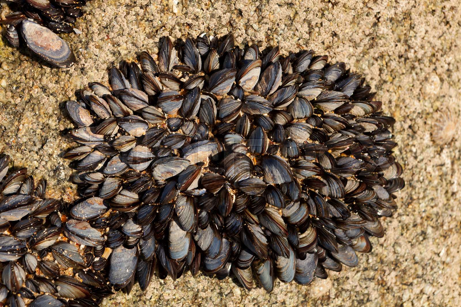Mussels On Beach
