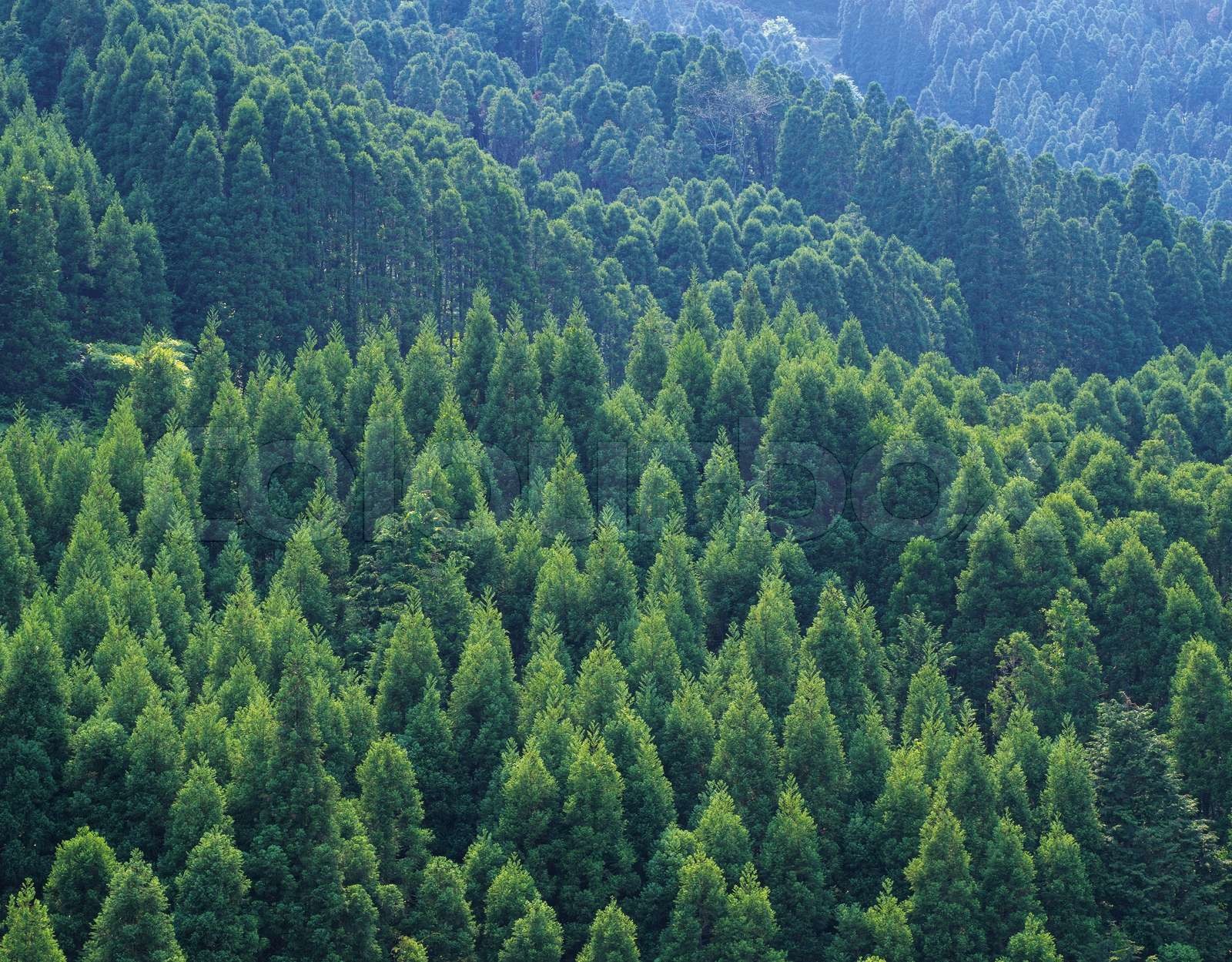 Evergreen tree can be used as background | Stock image | Colourbox