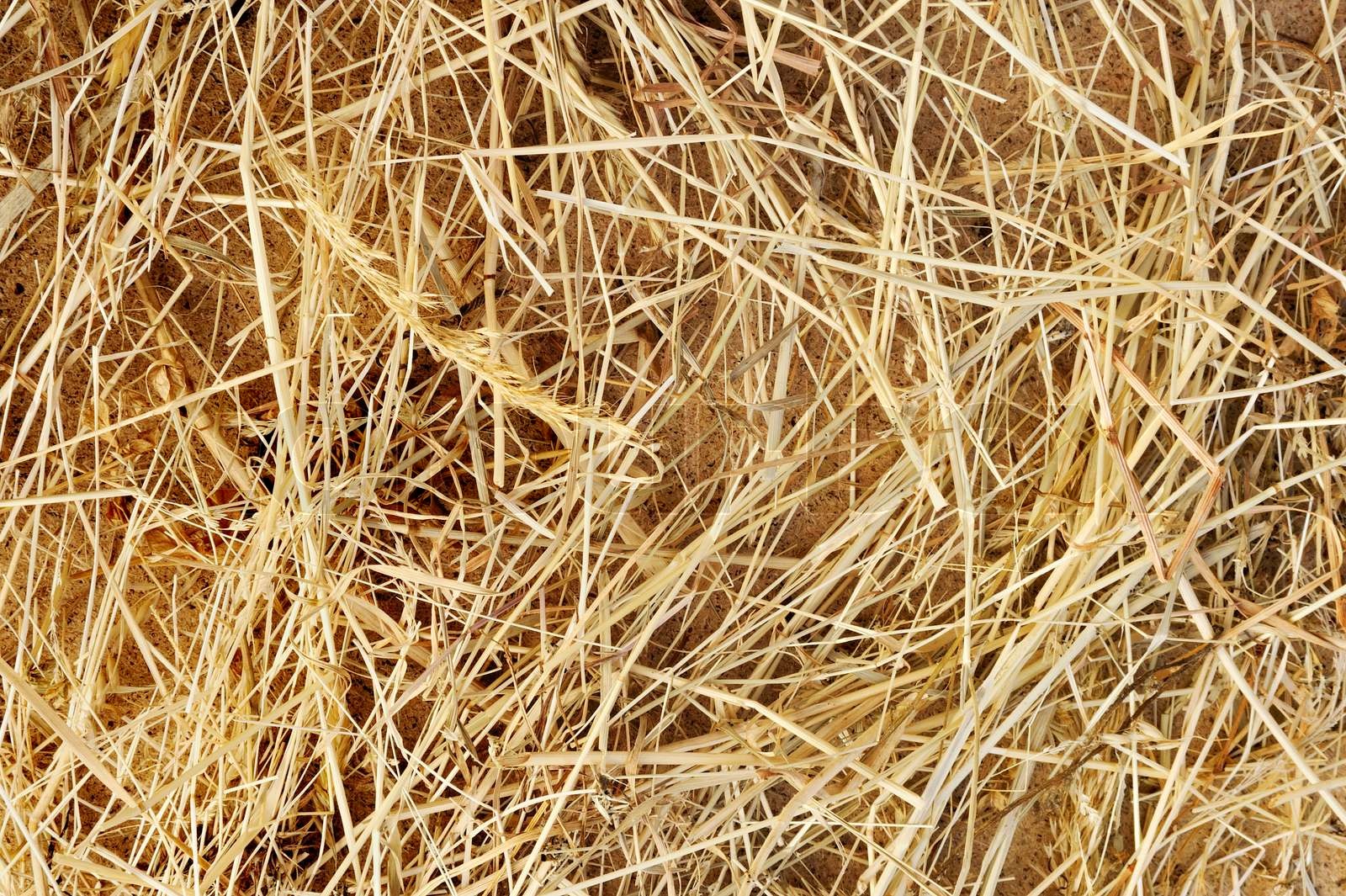 Detail of dry grass hay background | Stock image | Colourbox