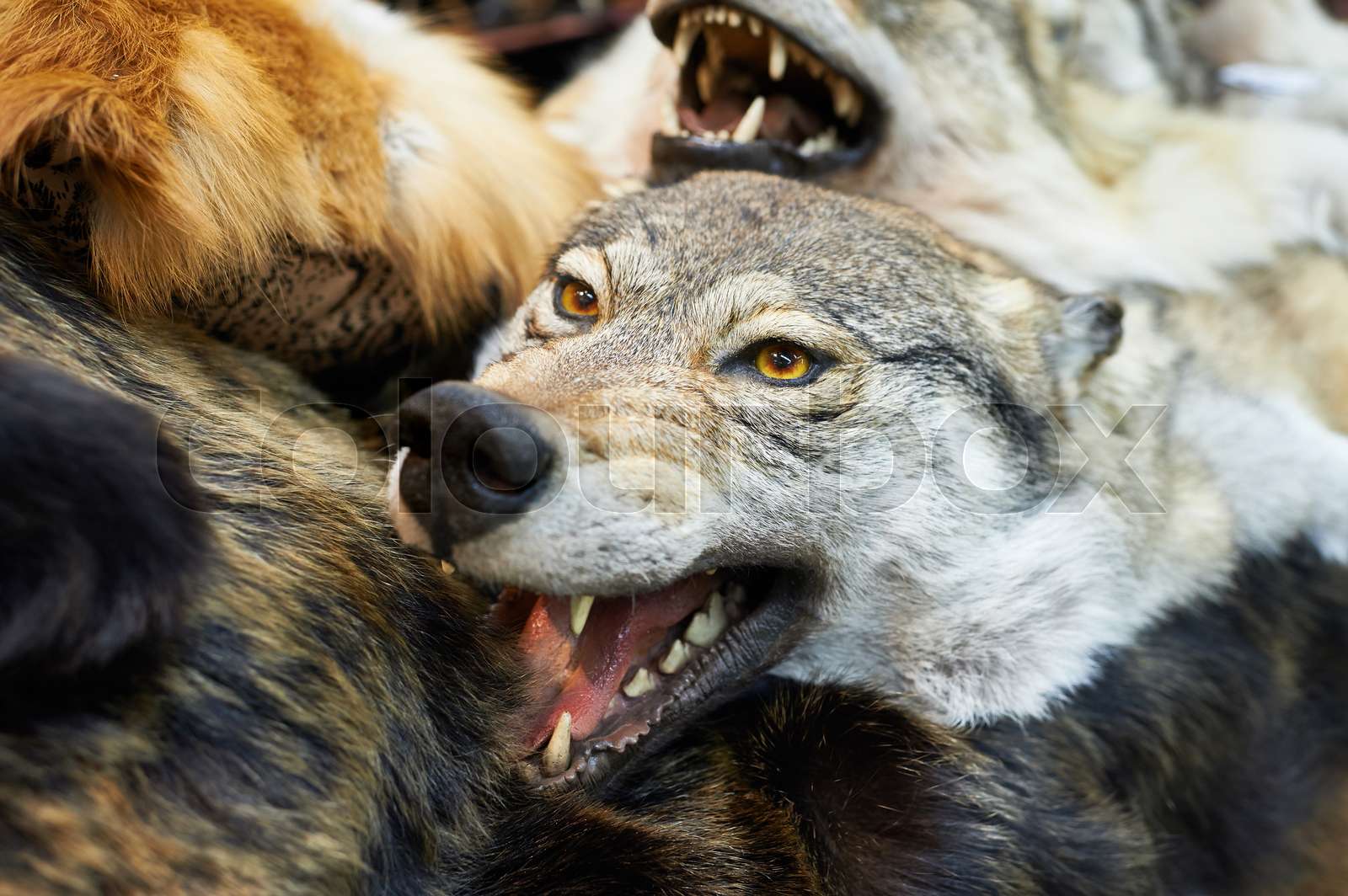Head stuffed wolf hunting trophy | Stock image | Colourbox
