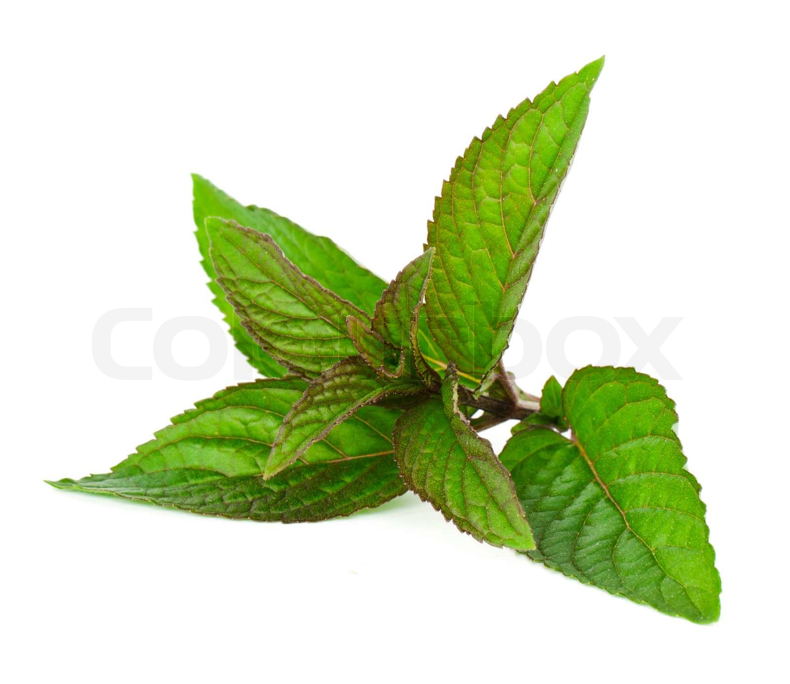 Blatt Minze isoliert auf weiß | Stock Bild | Colourbox