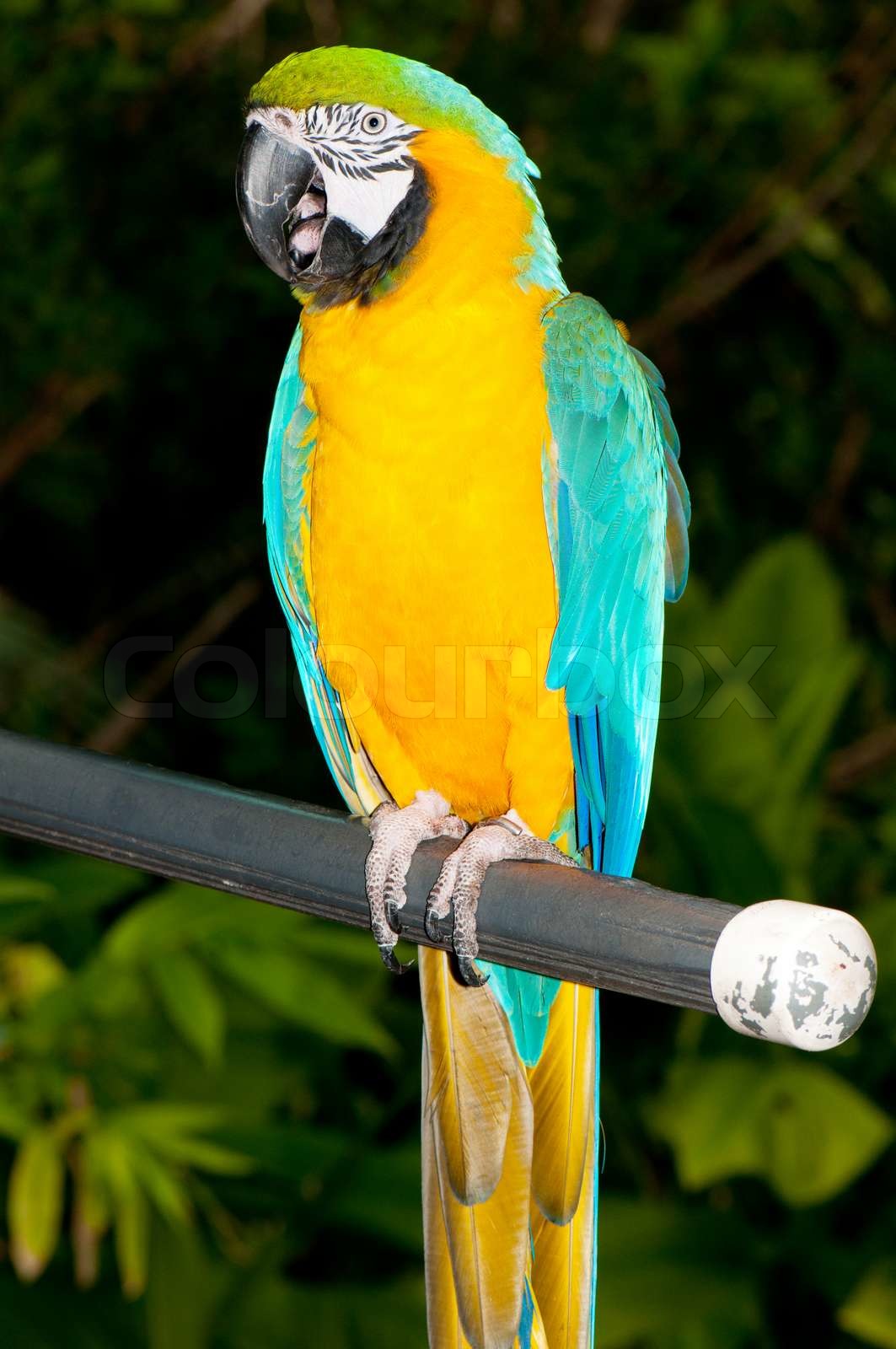 Colourful parrot bird sitting on the perch | Stock image | Colourbox