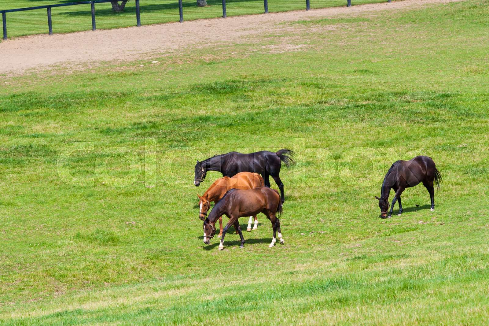 Horses at horse farm. | Stock image | Colourbox