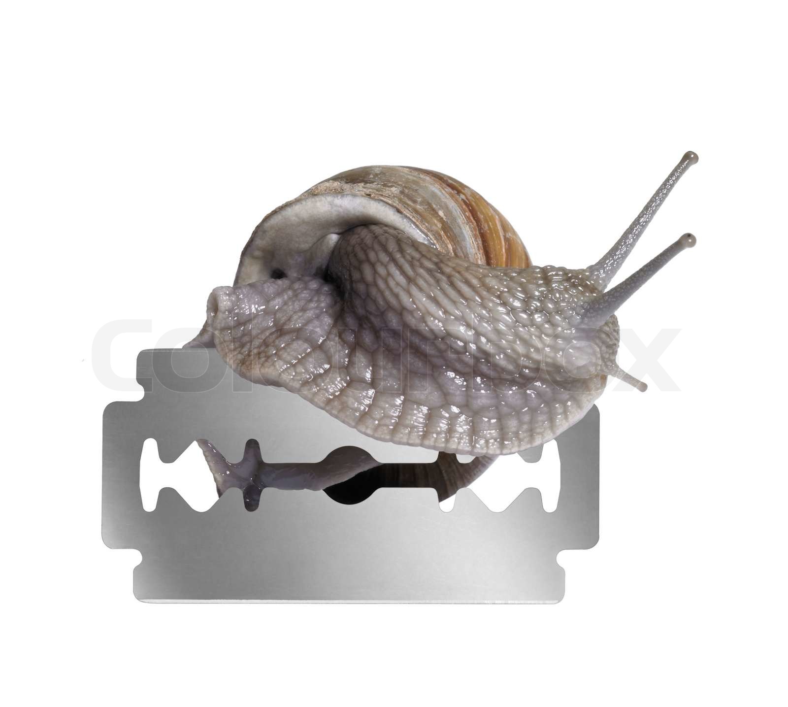 studio photography of a Grapevine snail creeping on the edge of a razor ...