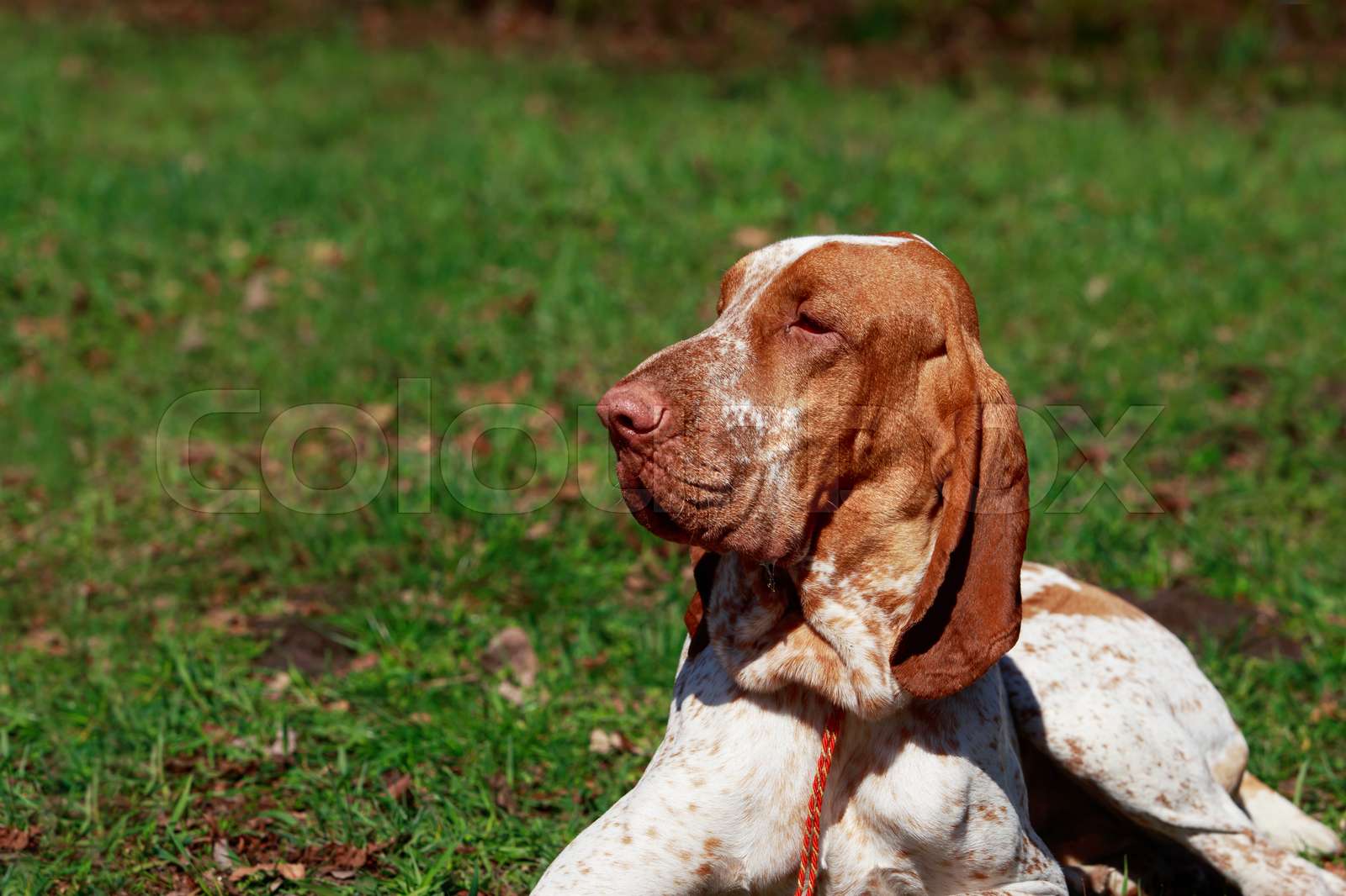 dog Bracco Italiano | Stock image | Colourbox