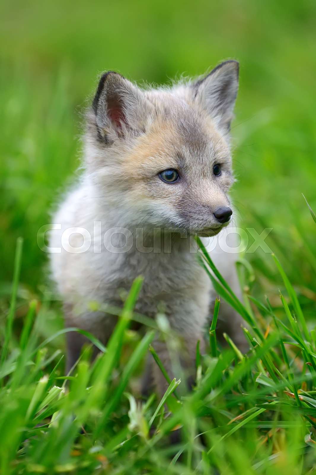 Baby silver fox | Stock image | Colourbox