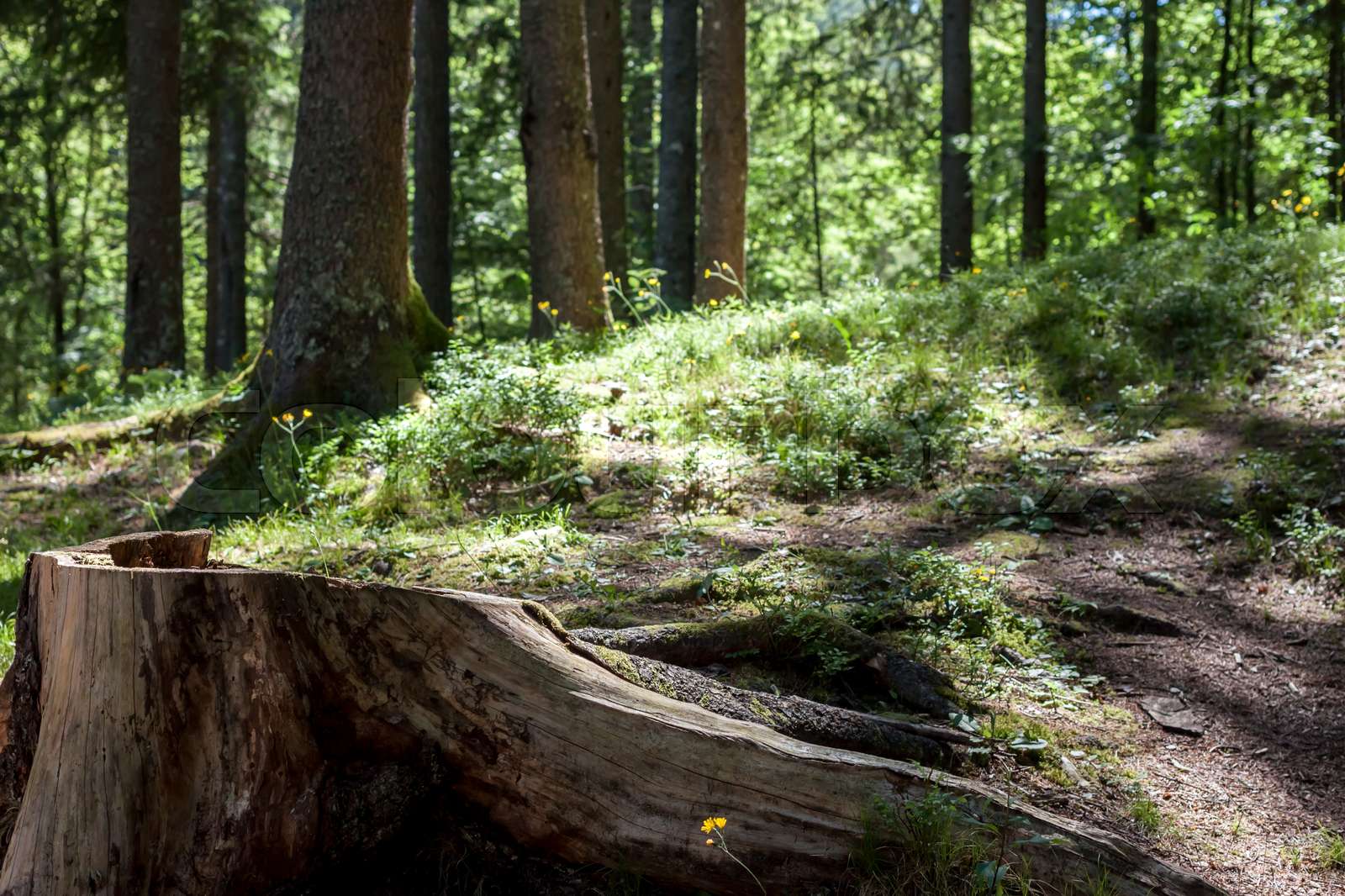 stump in the forest | Stock image | Colourbox