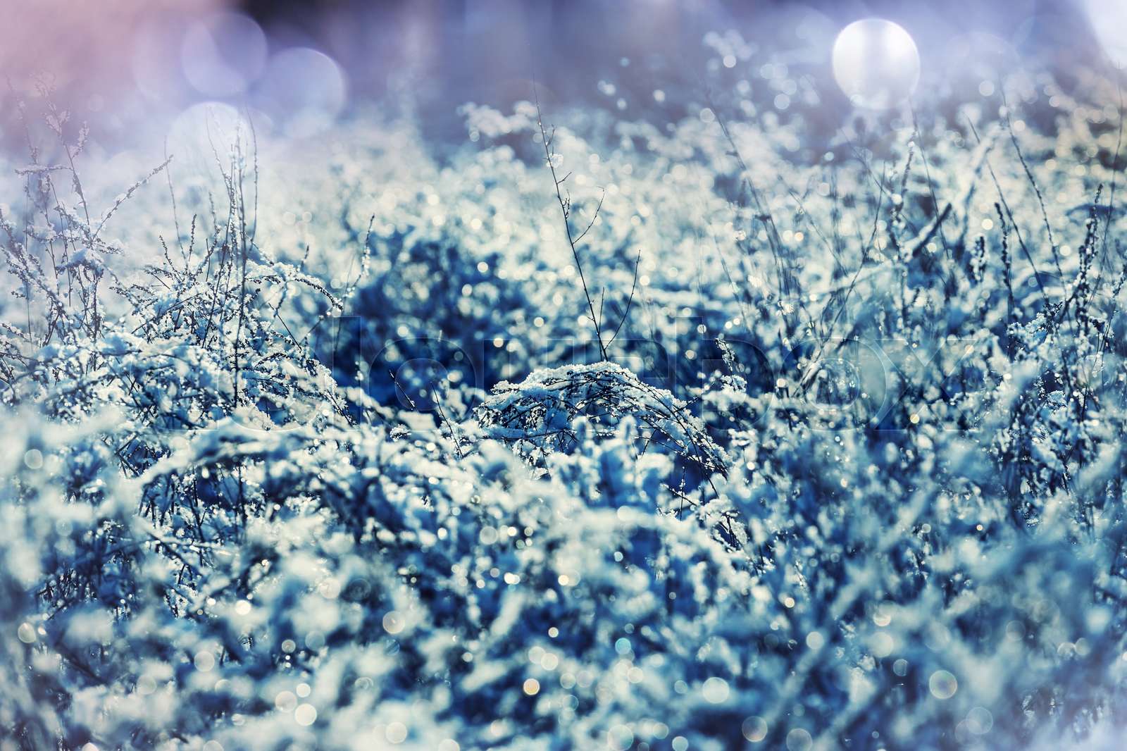 Frozen grass | Stock image | Colourbox