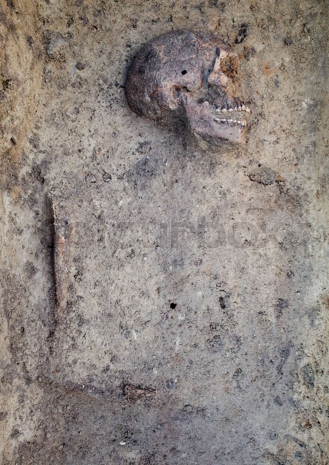 Archaeological excavation with skeletons | Stock image | Colourbox