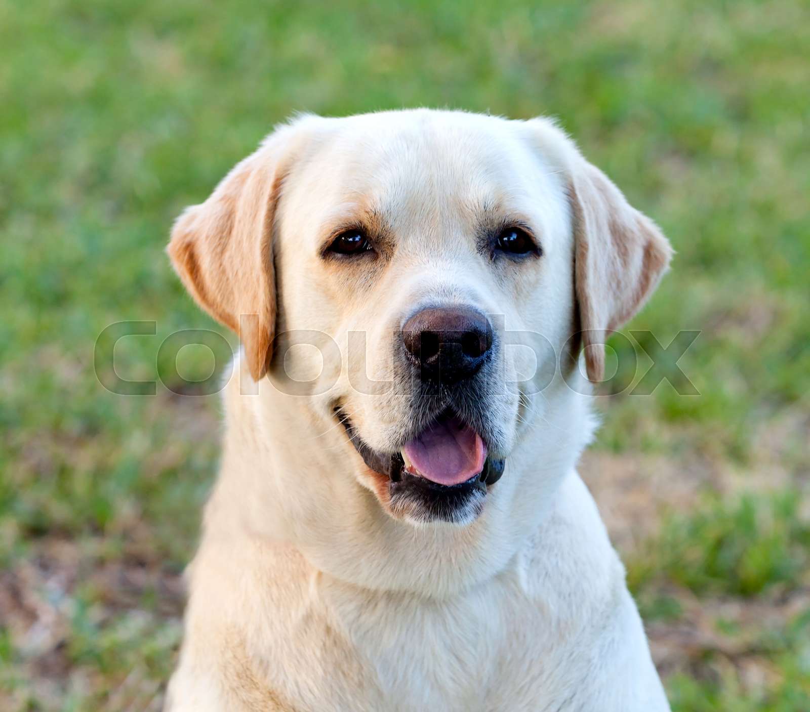 Beautigul Yellow Golden Labrador | Stock image | Colourbox
