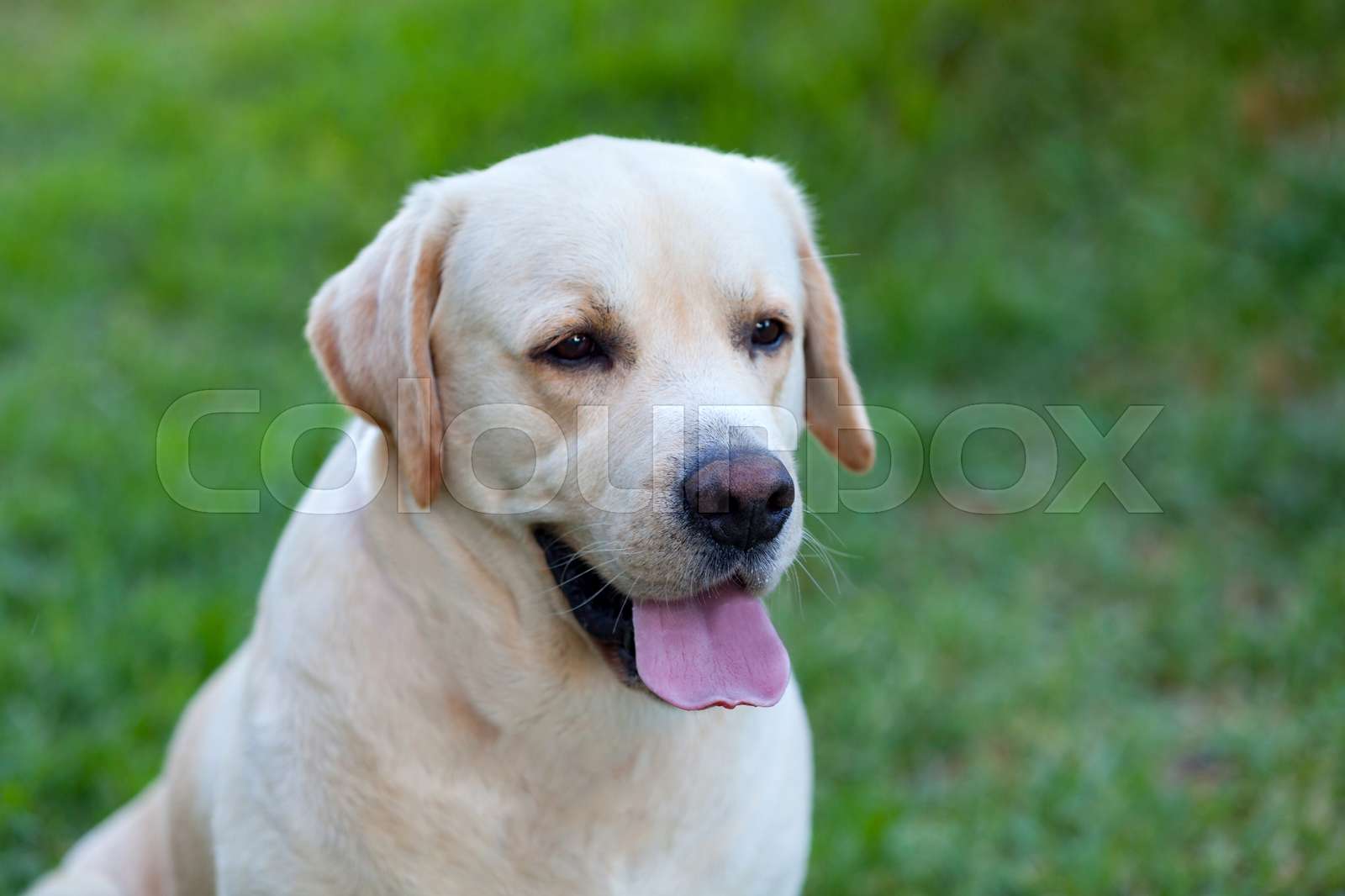 Beautigul Yellow Golden Labrador | Stock image | Colourbox
