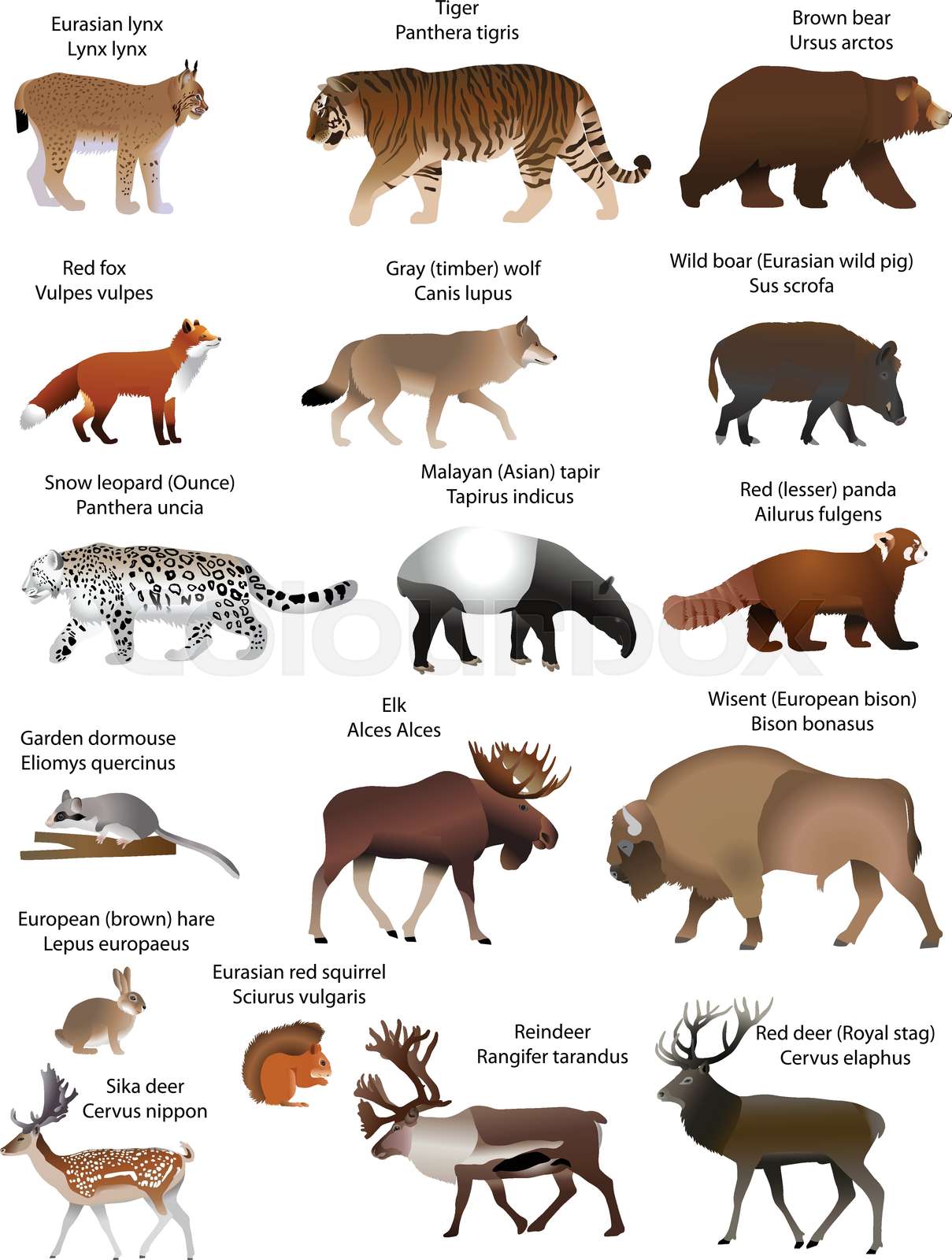 Animals of Eurasia. Part one. | Stock vector | Colourbox
