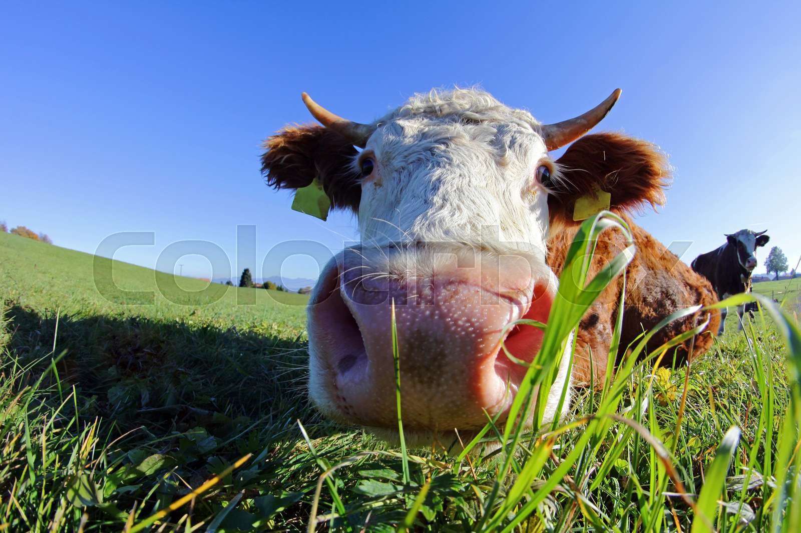 Weitwinkelaufnahme von einem Simmentaler Rind | Stock Bild | Colourbox