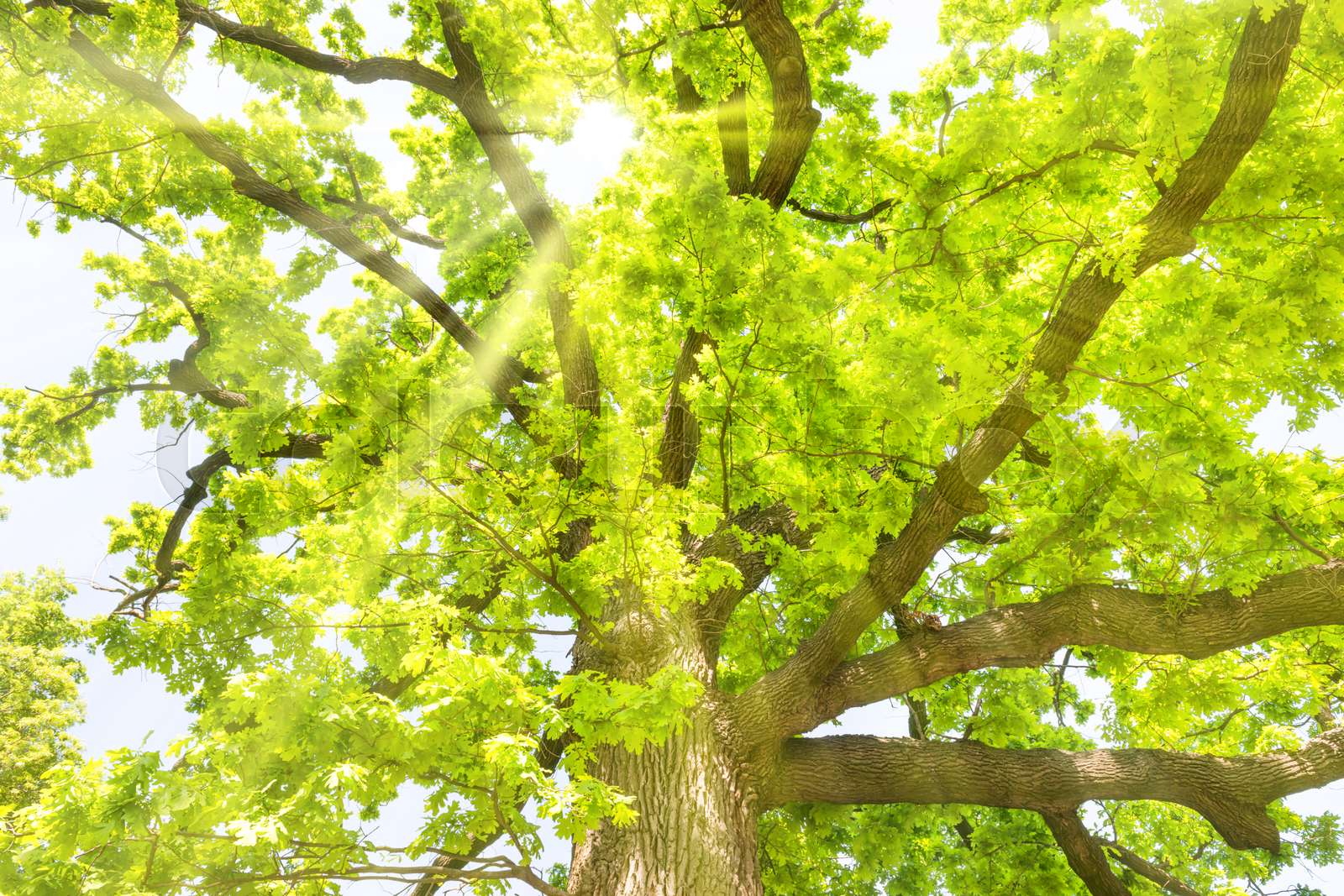 Big old oak tree | Stock image | Colourbox