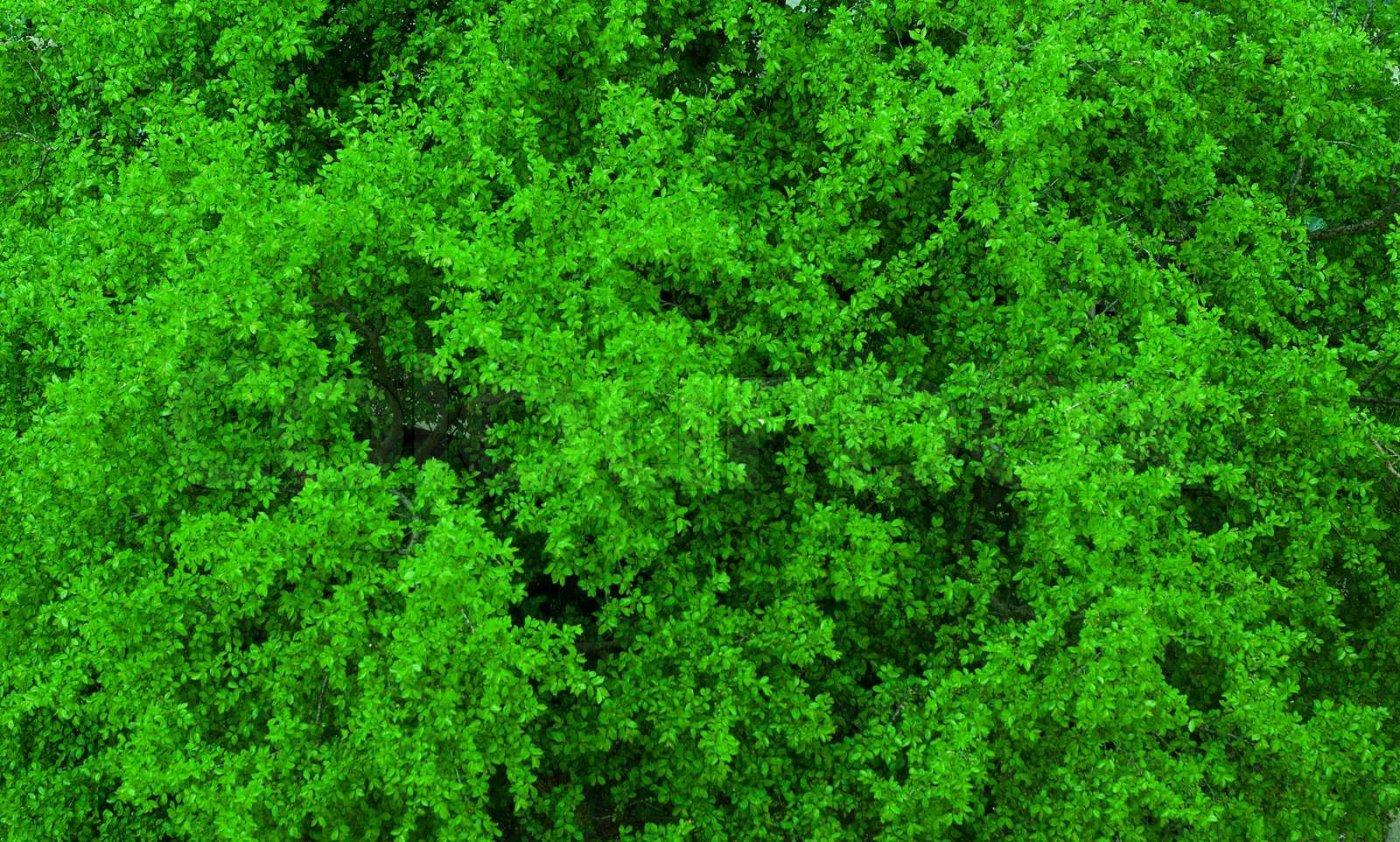 Vibrant green tree leaves texture | Stock image | Colourbox