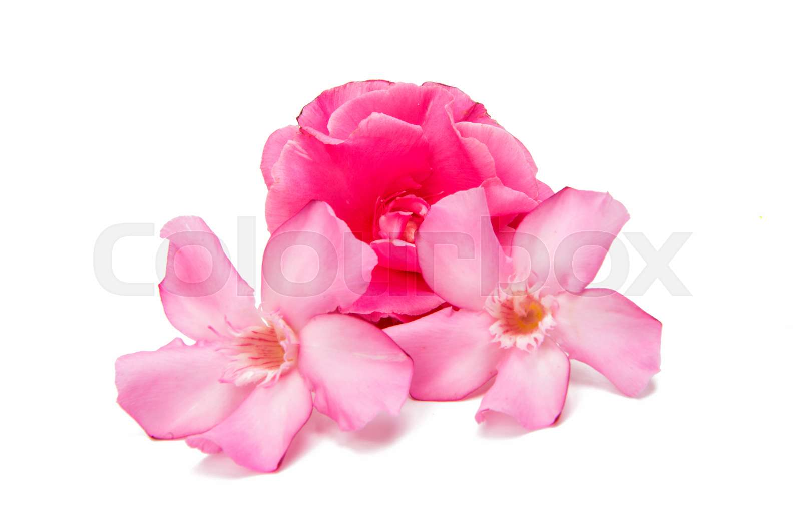 Pink oleander isolated | Stock image | Colourbox