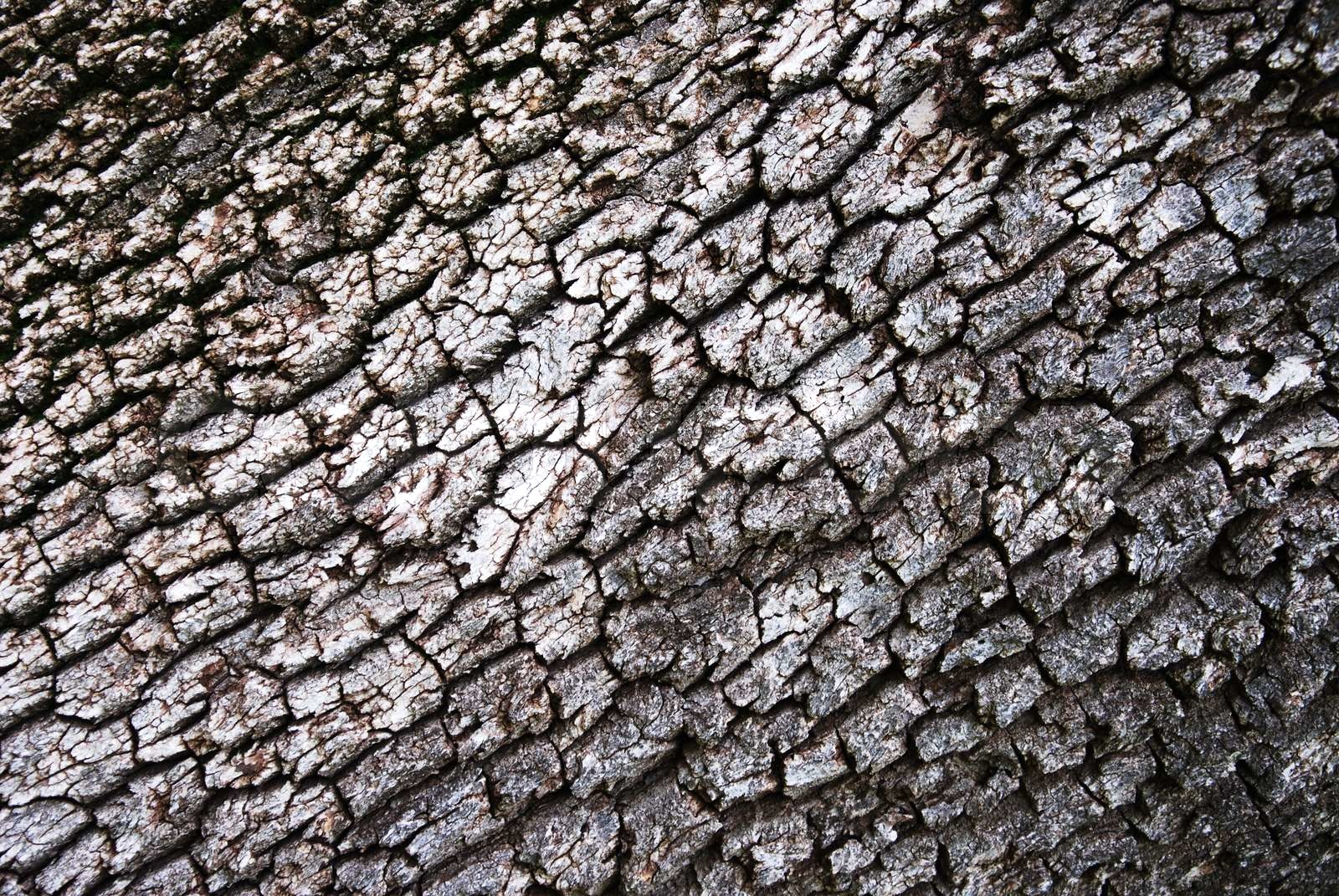 tree bark | Stock image | Colourbox