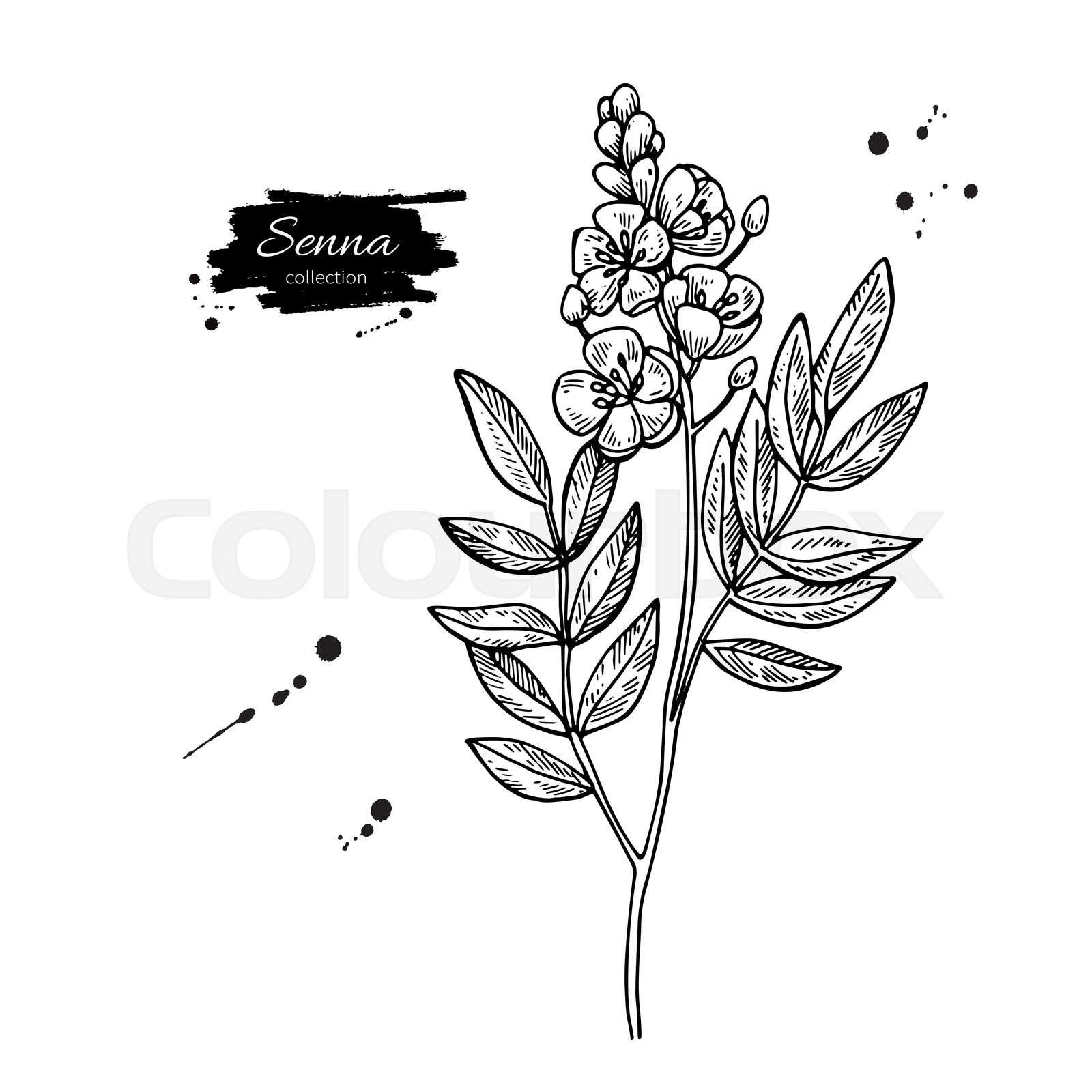 Senna vector drawing. Isolated medical flower and leaves. Herbal ...