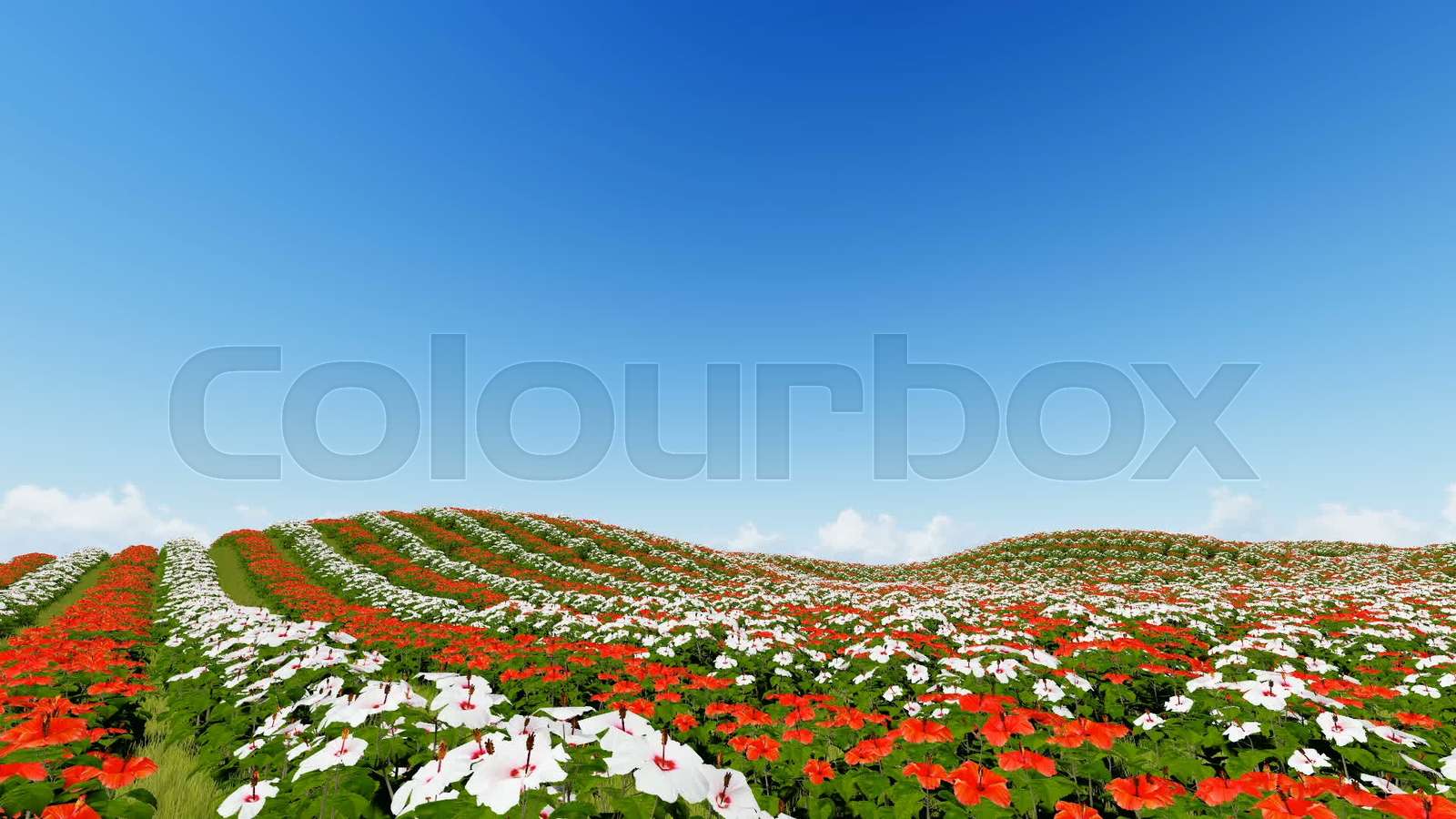 Animated flower field 3D render | Stock video | Colourbox