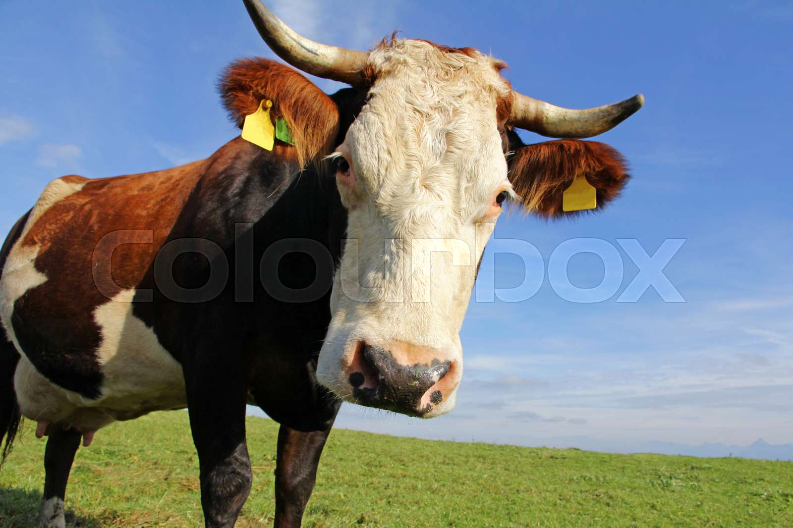 Simmentaler Rind auf einer Wiese | Stock Bild | Colourbox