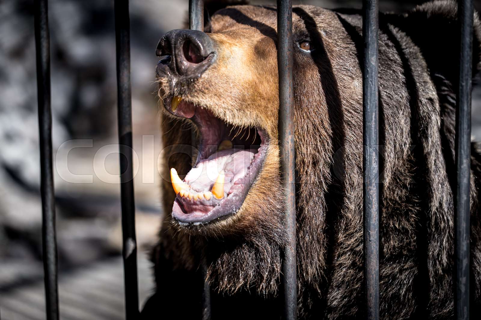 Bear behind the metal fence at the zoo | Stock image | Colourbox