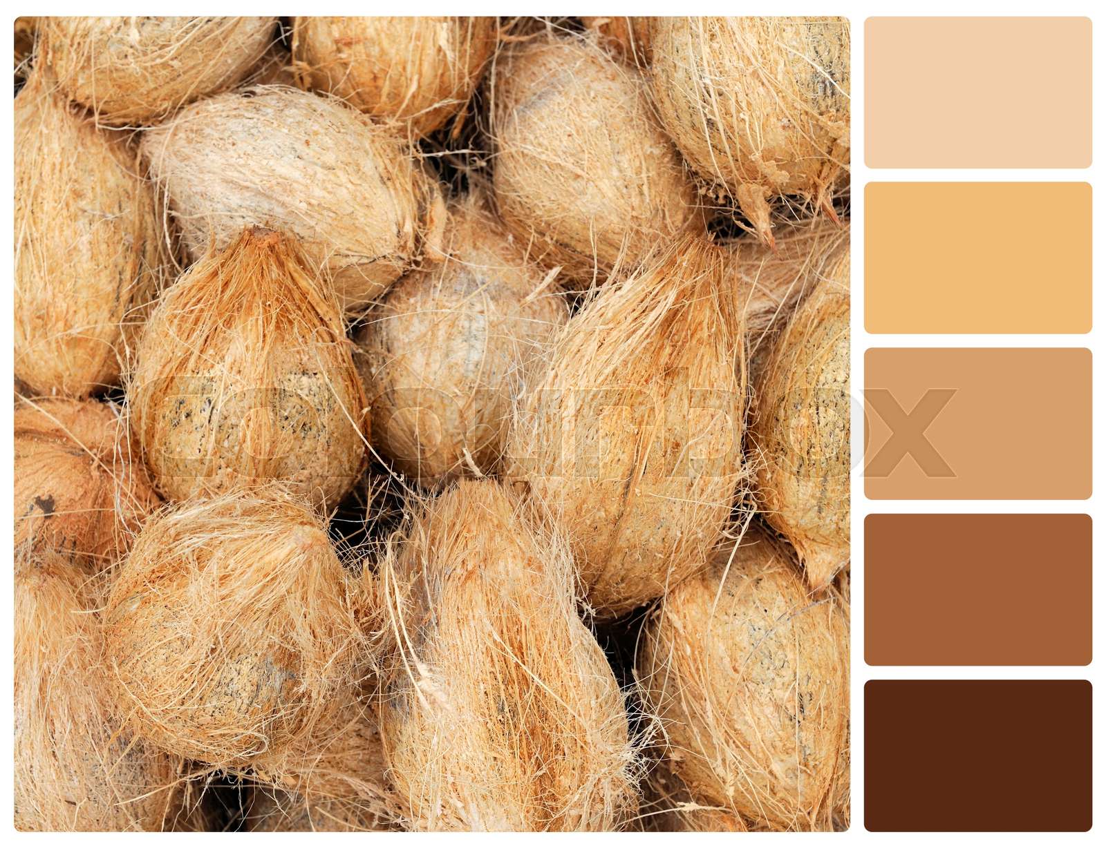 Coconut texture with palette color swatches | Stock image | Colourbox