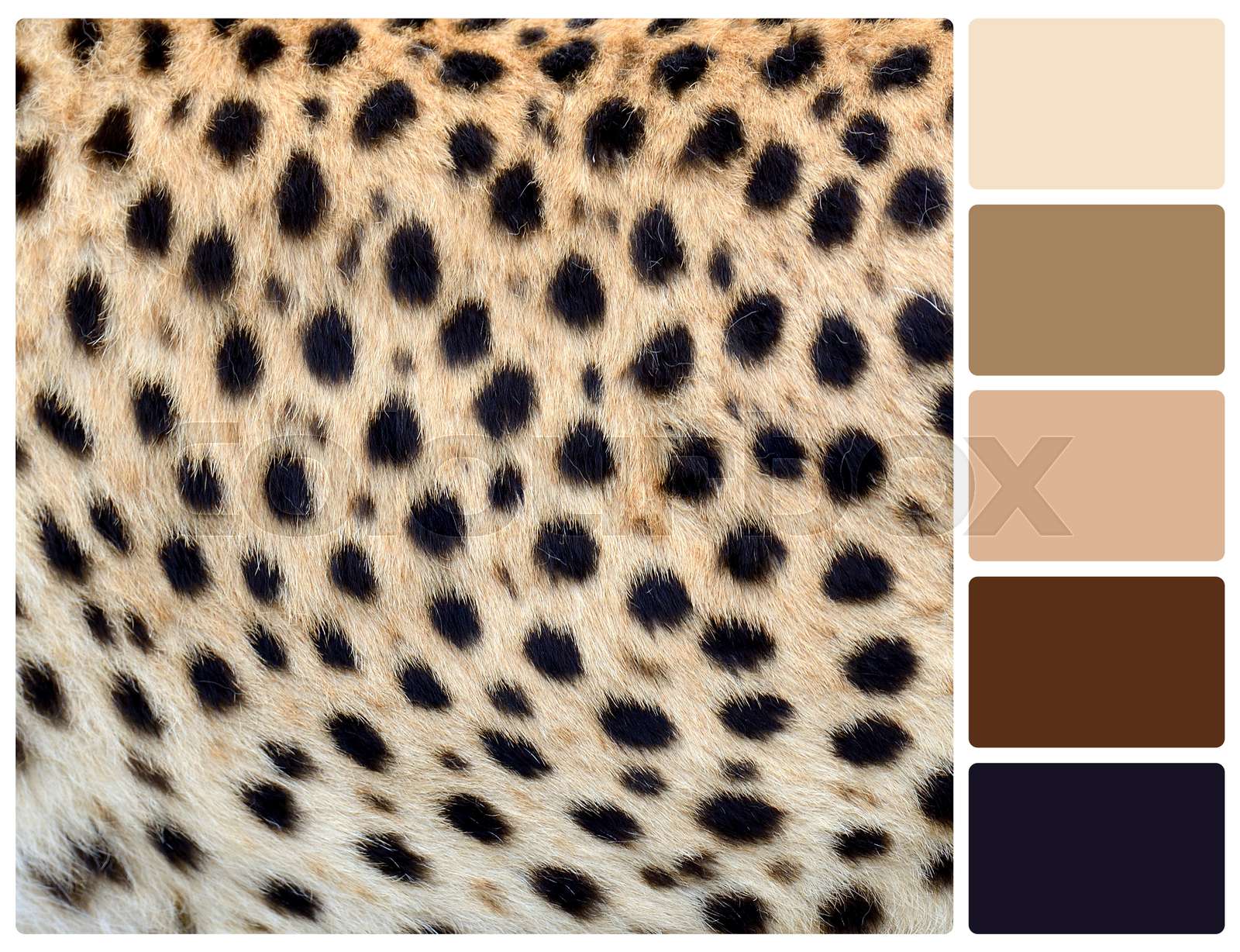 Cheetah skin texture with palette color swatches | Stock image | Colourbox
