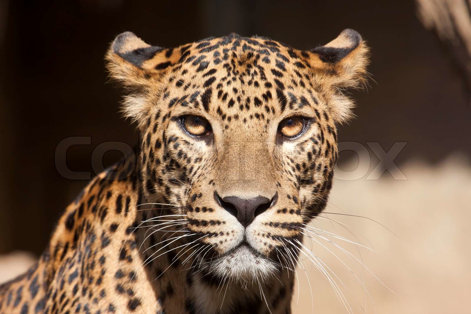 Close-up of face and torso of beautiful spotted leopard | Stock image ...