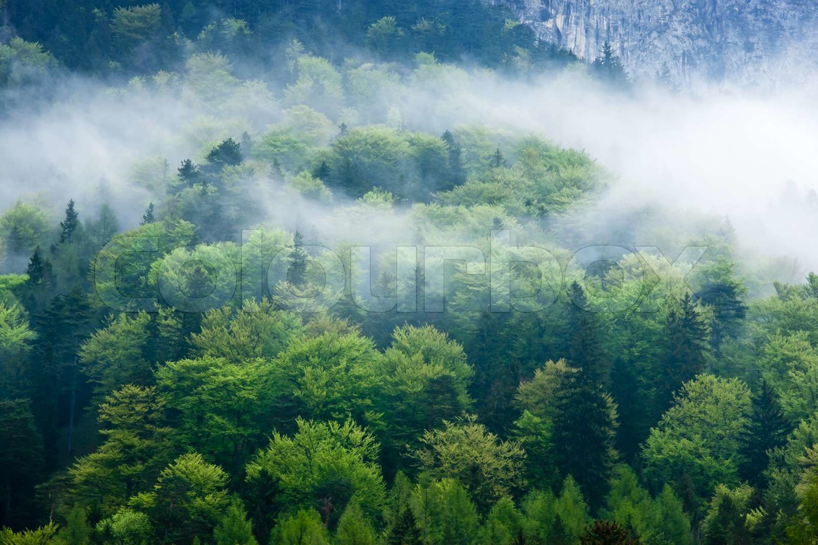 Gorgeous green forest in the fog | Stock image | Colourbox