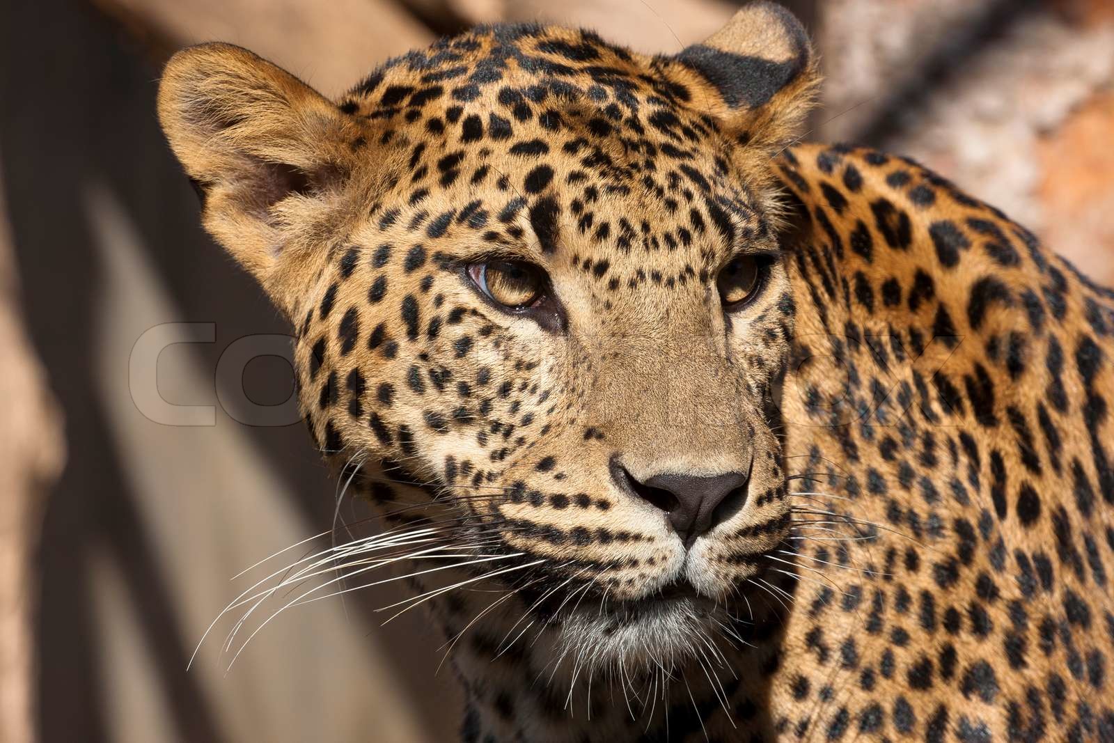 Close-up of face and torso of beautiful spotted leopard | Stock image ...