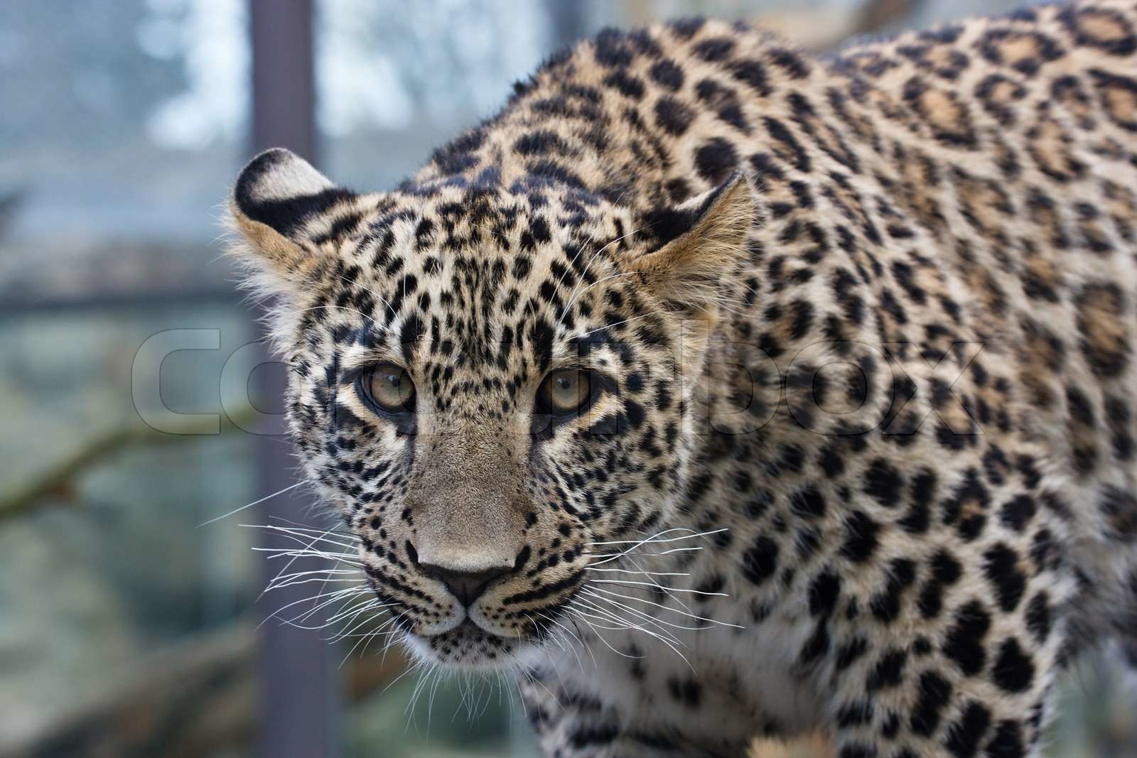 Close-up of face and torso of beautiful spotted leopard | Stock image ...