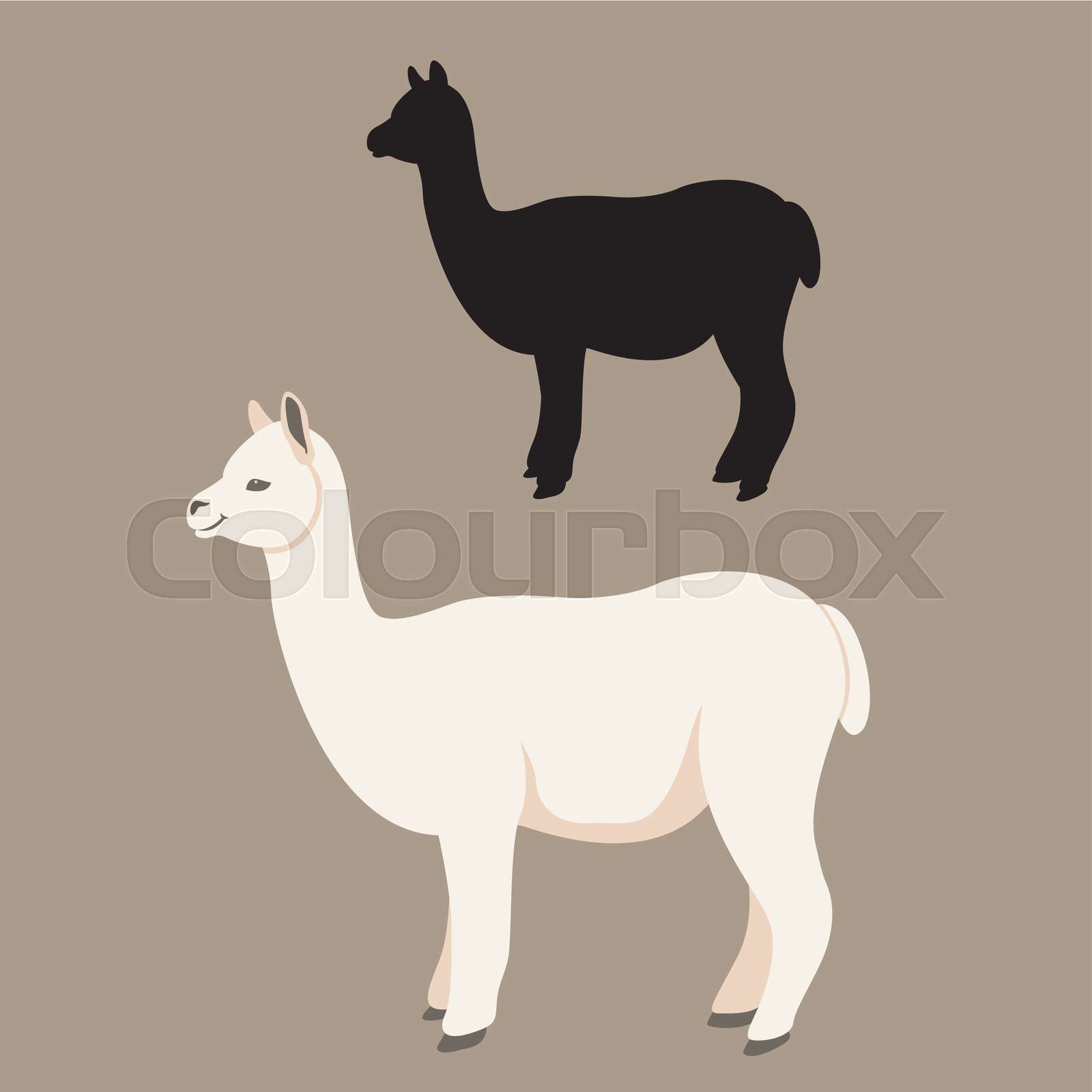 lama vector | Stock vector | Colourbox