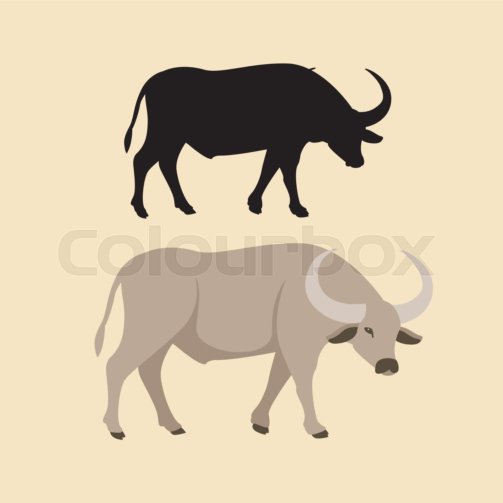 Buffalo vector illustration | Stock vector | Colourbox