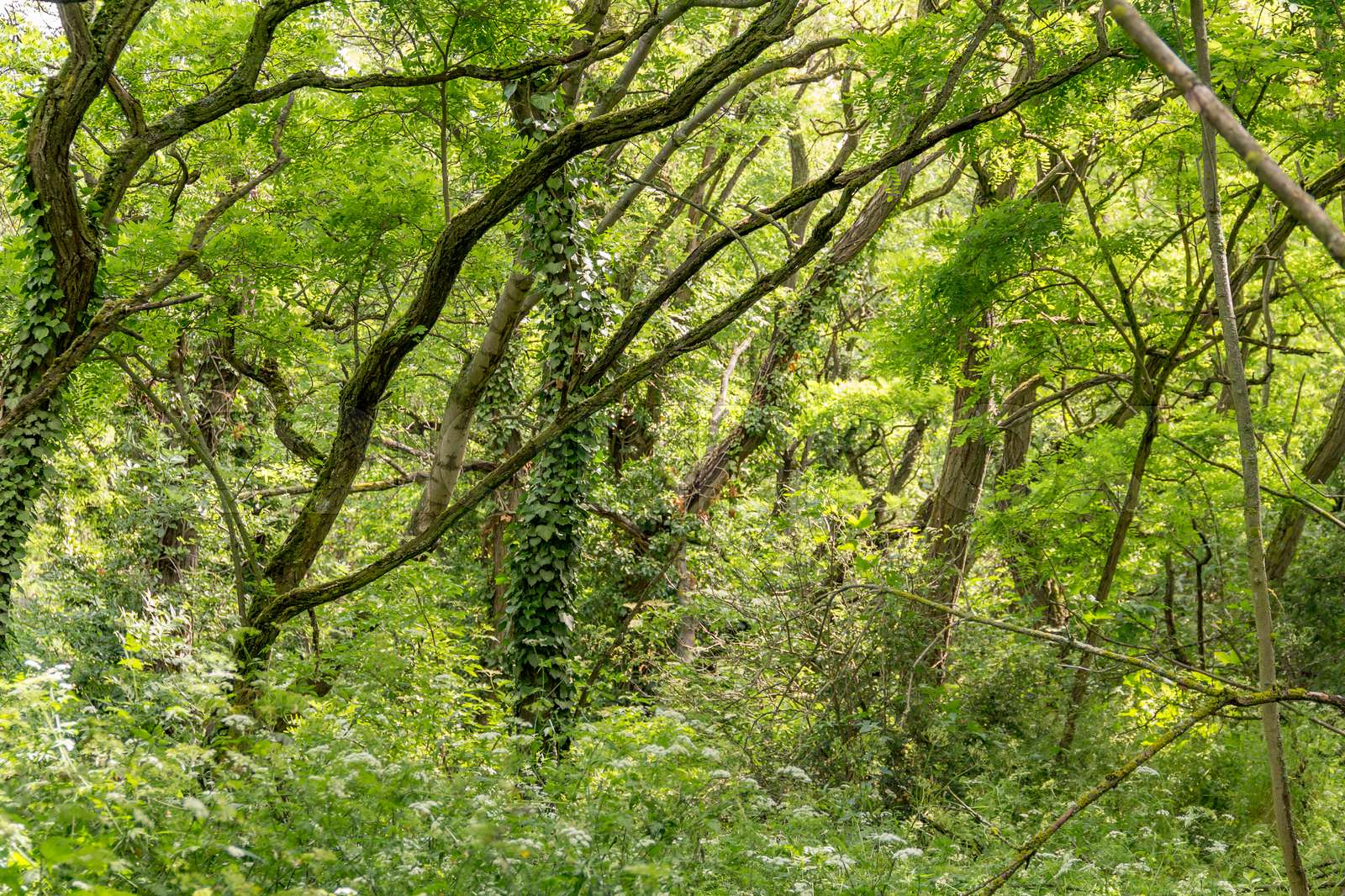 dense forest detail | Stock image | Colourbox