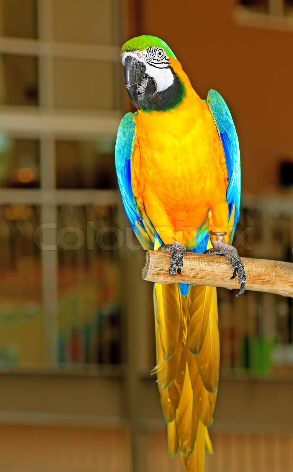 Colourful parrot bird sitting on the perch | Stock image | Colourbox