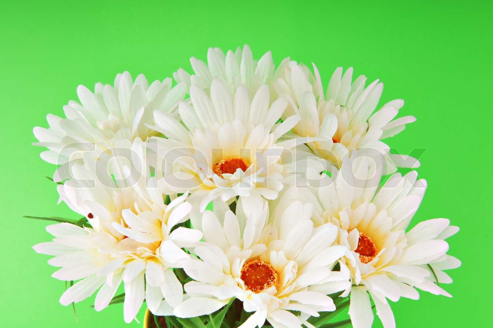 White gerberas in the pot | Stock image | Colourbox