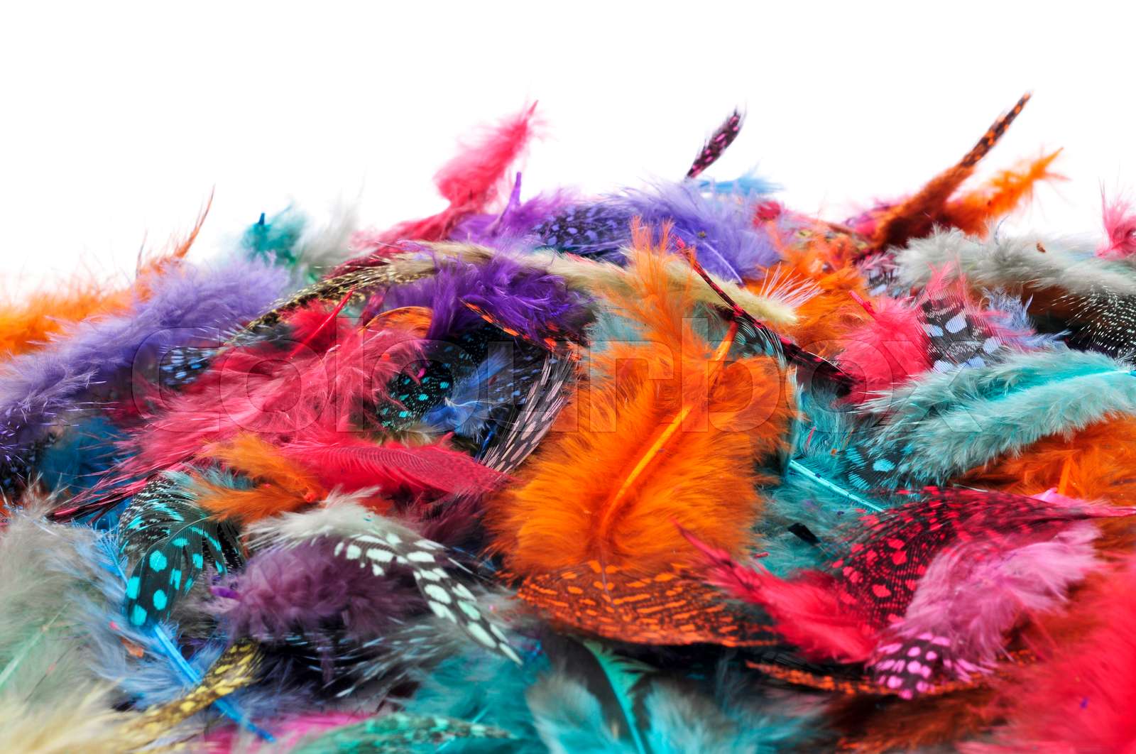 feathers of different colors | Stock image | Colourbox