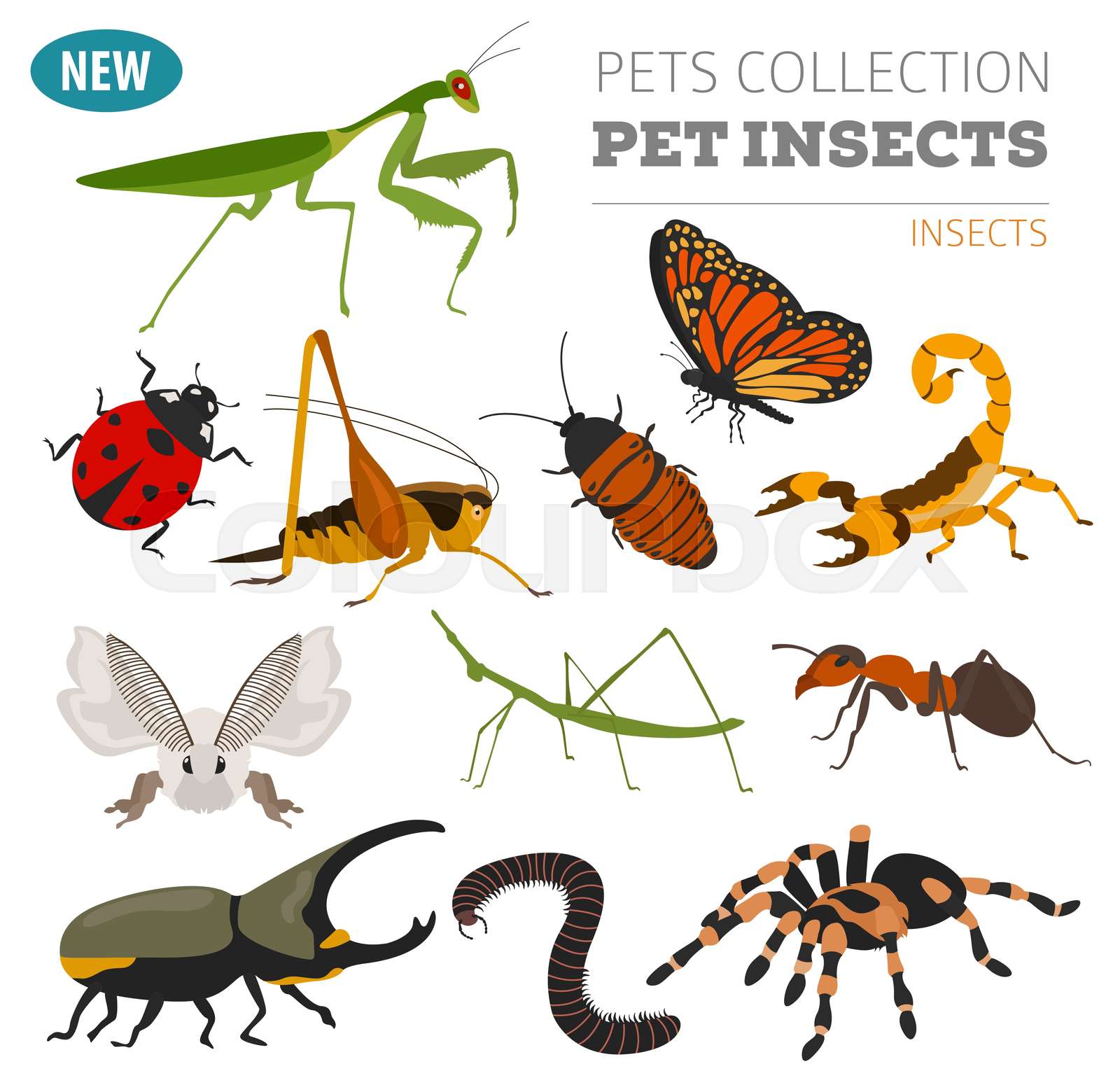 Pet insects breeds icon set flat style isolated on white. House keeping ...