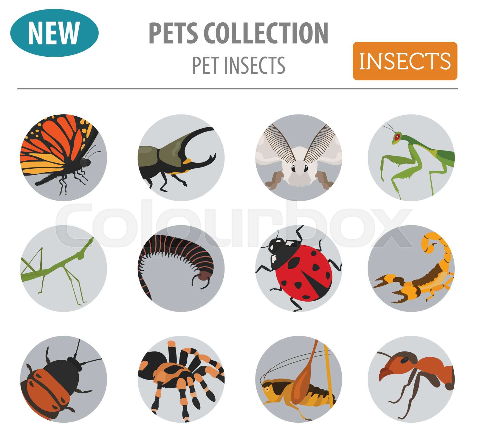 Pet insects breeds icon set flat style isolated on white. House keeping ...