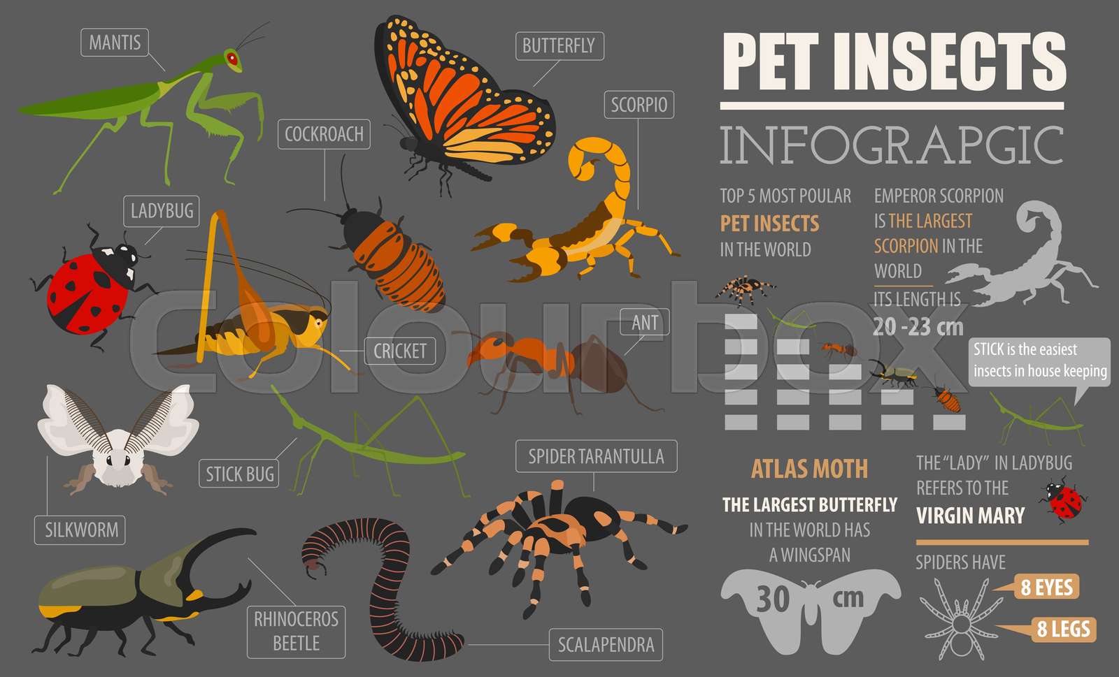 Pet insects breeds icon set flat style isolated on white. House keeping ...