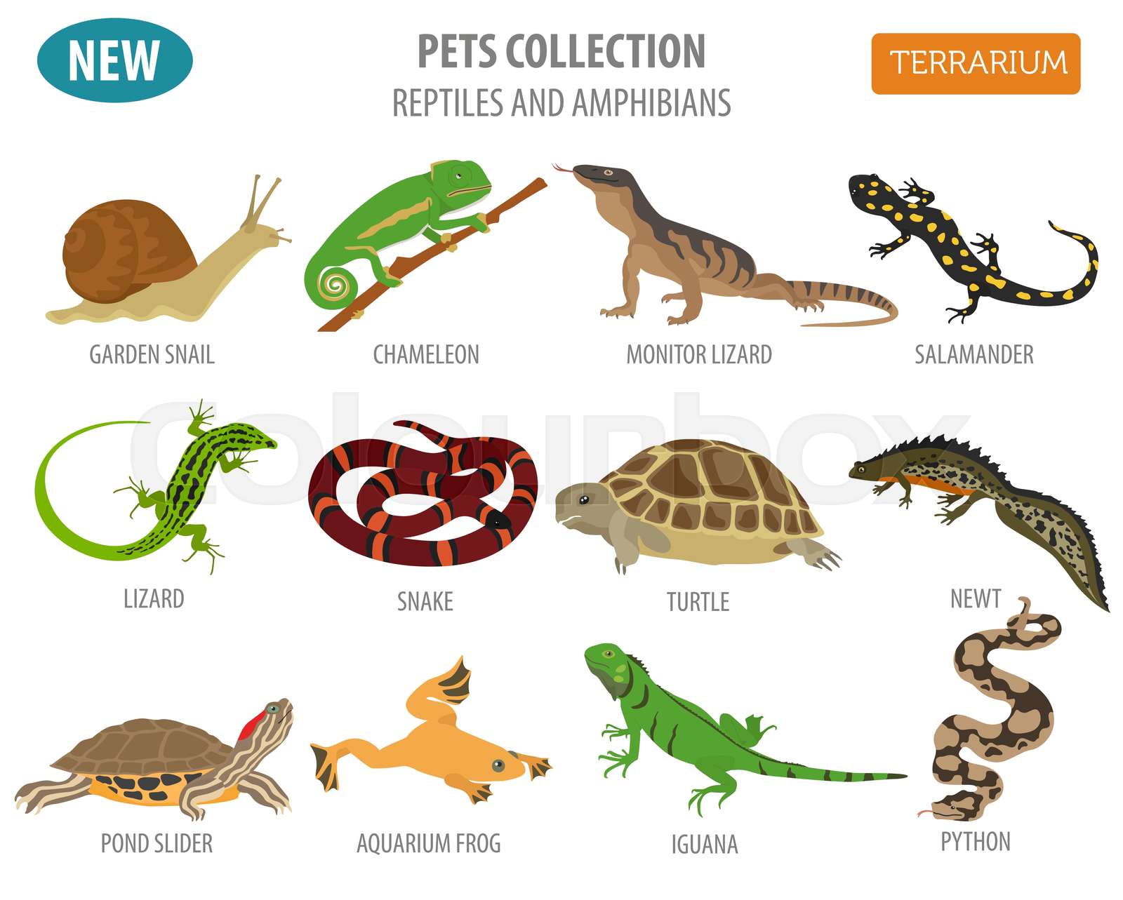 List Of Amphibians Animals
