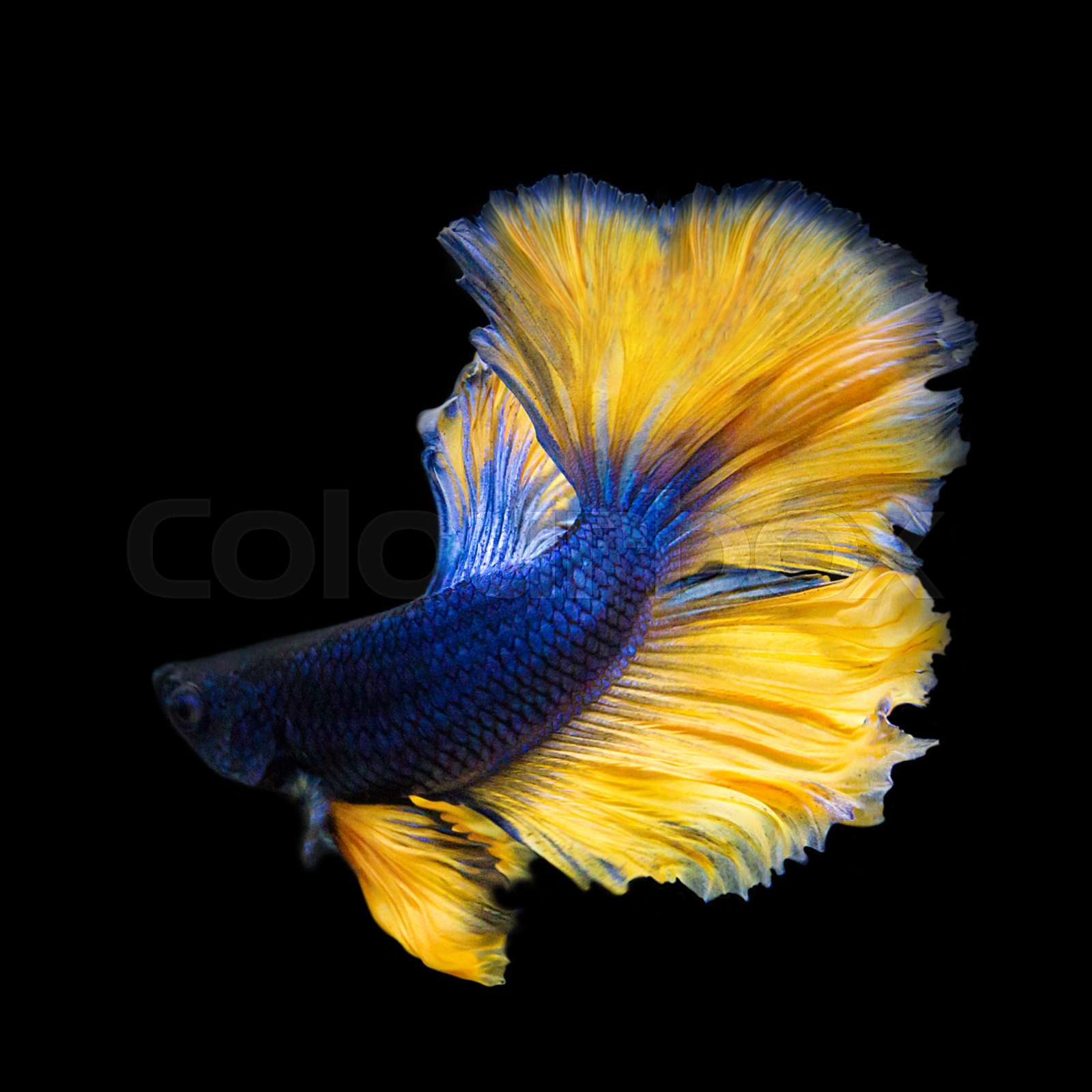 Yellow Betta Fish