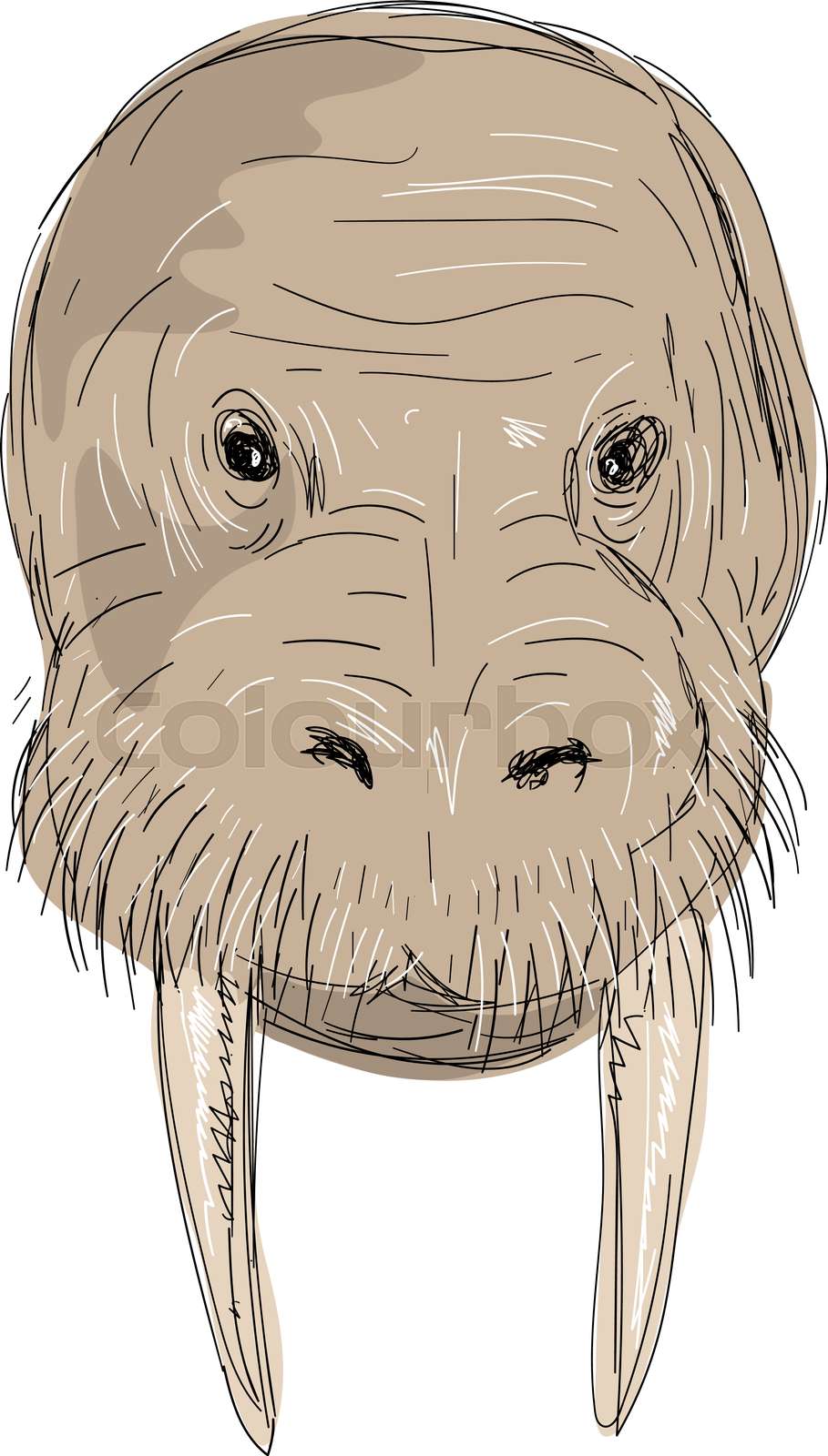 Walrus Head Drawing | Stock vector | Colourbox