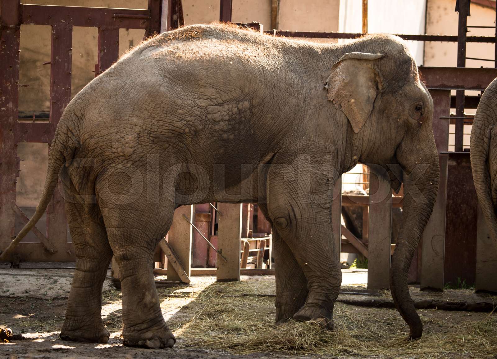 Big elephant in a park in the nature | Stock image | Colourbox