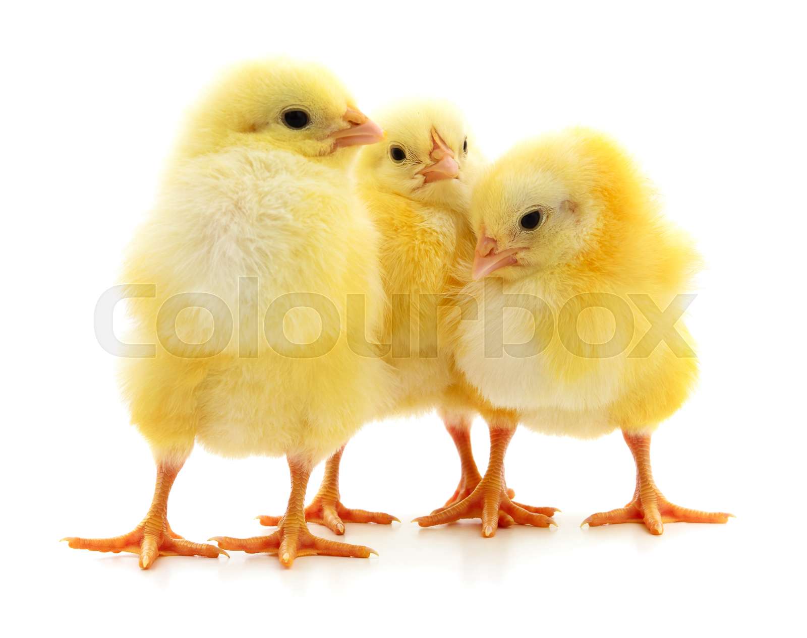 Three cute chicks. | Stock image | Colourbox