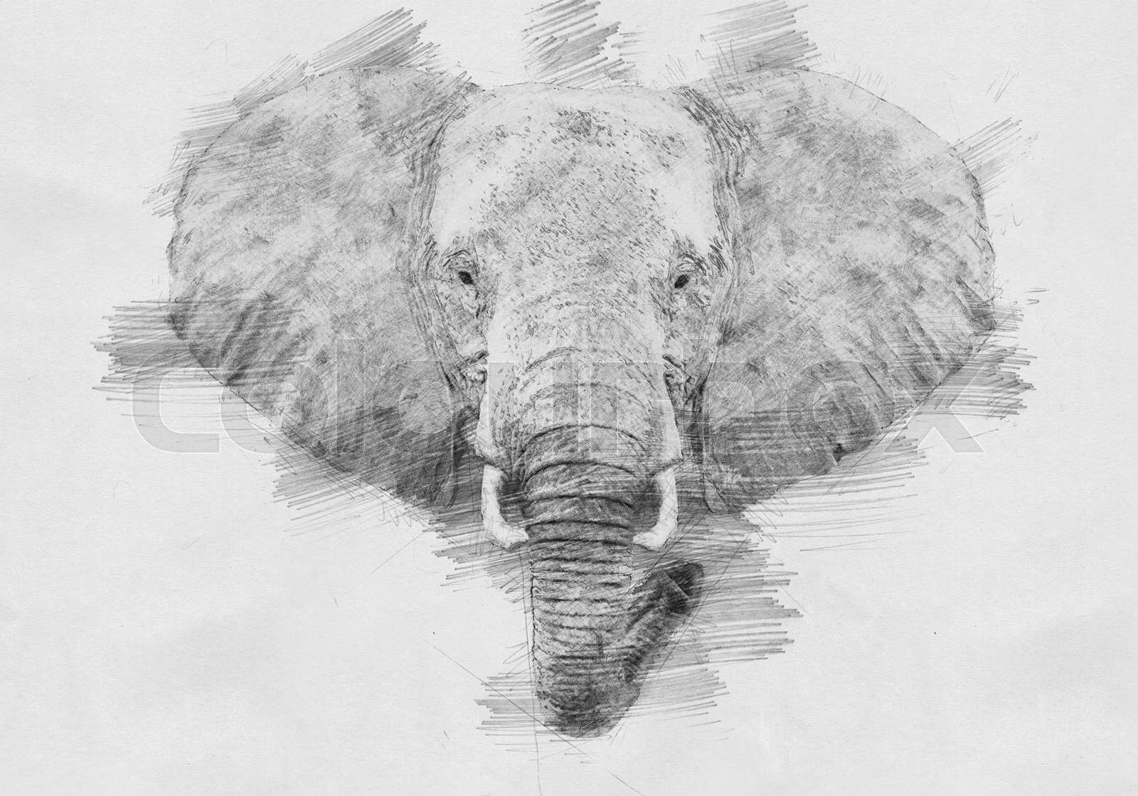Elephant. Sketch with pencil | Stock image | Colourbox